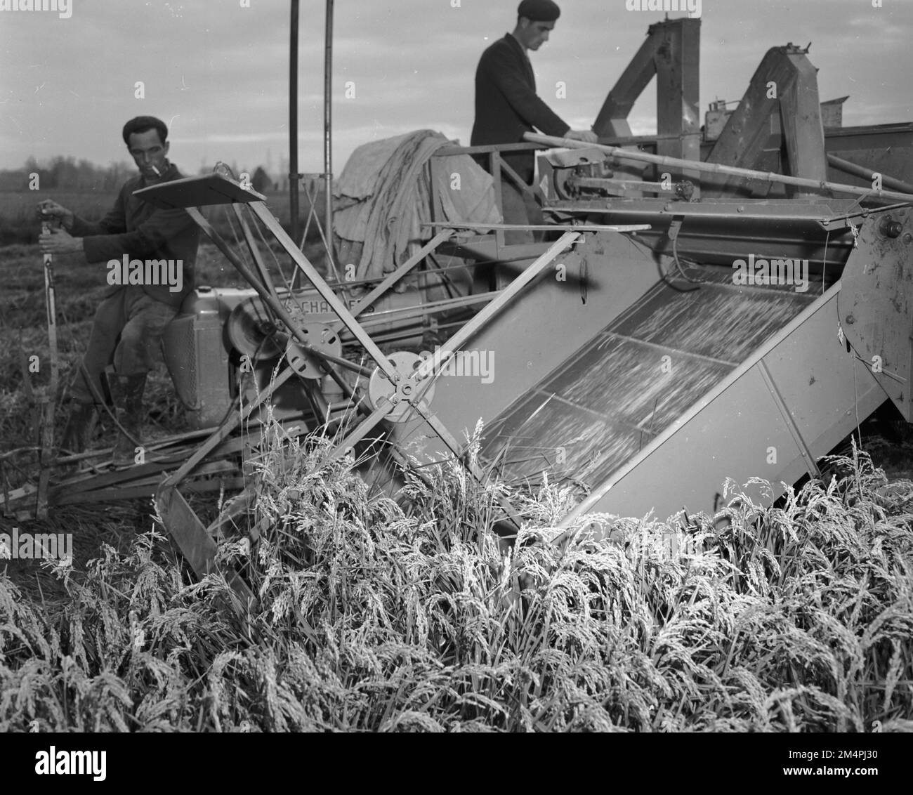Assistance technique - Agriculture: Récolte de riz. Photographies des ...
