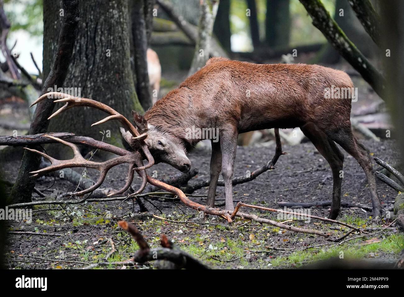 Comportement des cerfs Banque de photographies et d’images à haute ...