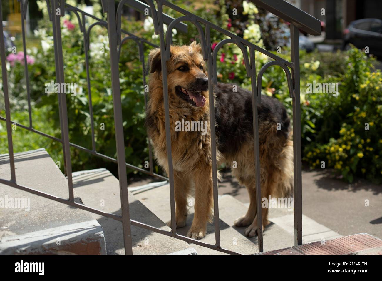Le chien attend le propriétaire dans les escaliers. Chien errant dans ...