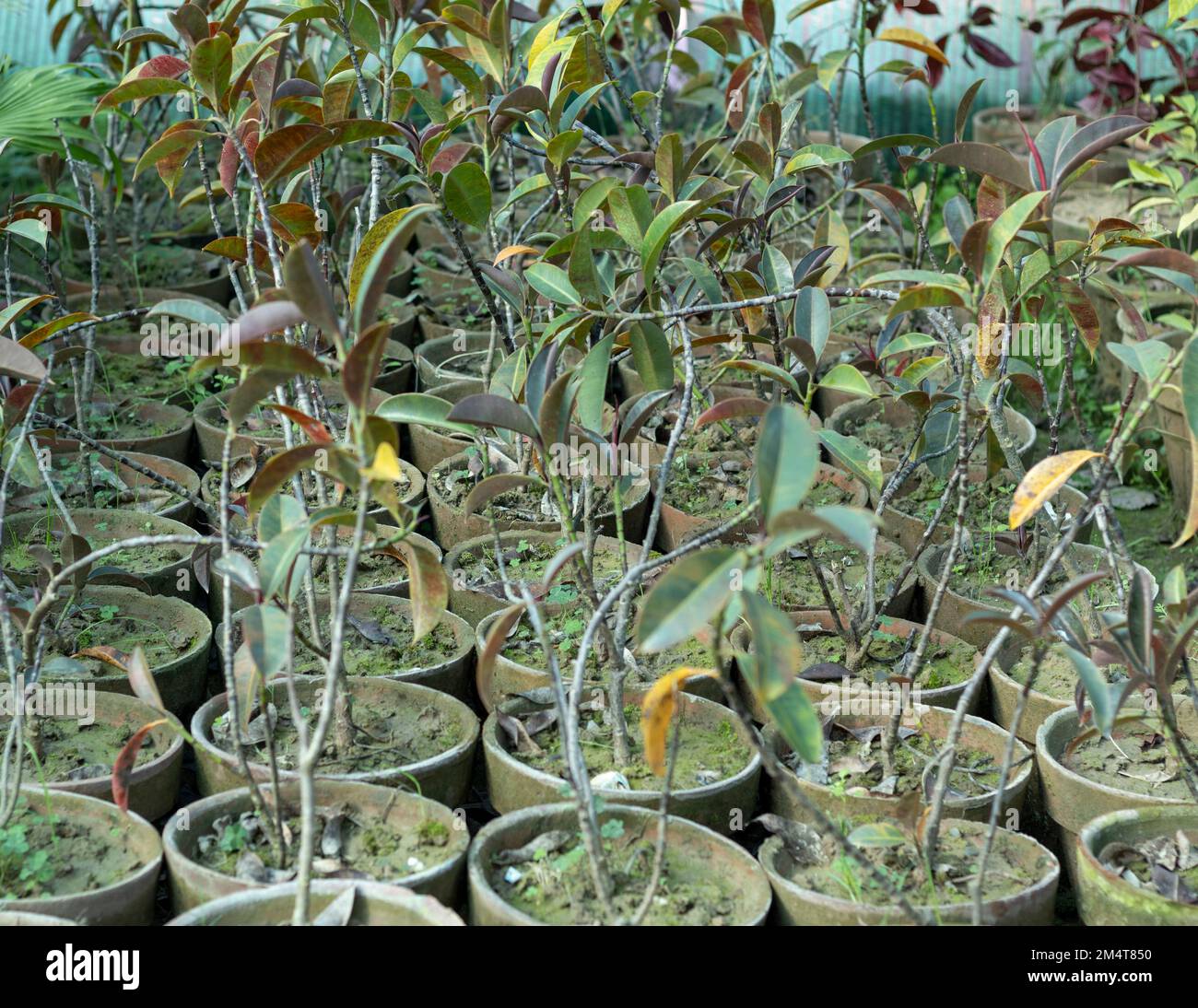 Pépinière d'arbres fruitiers Banque de photographies et d’images à ...