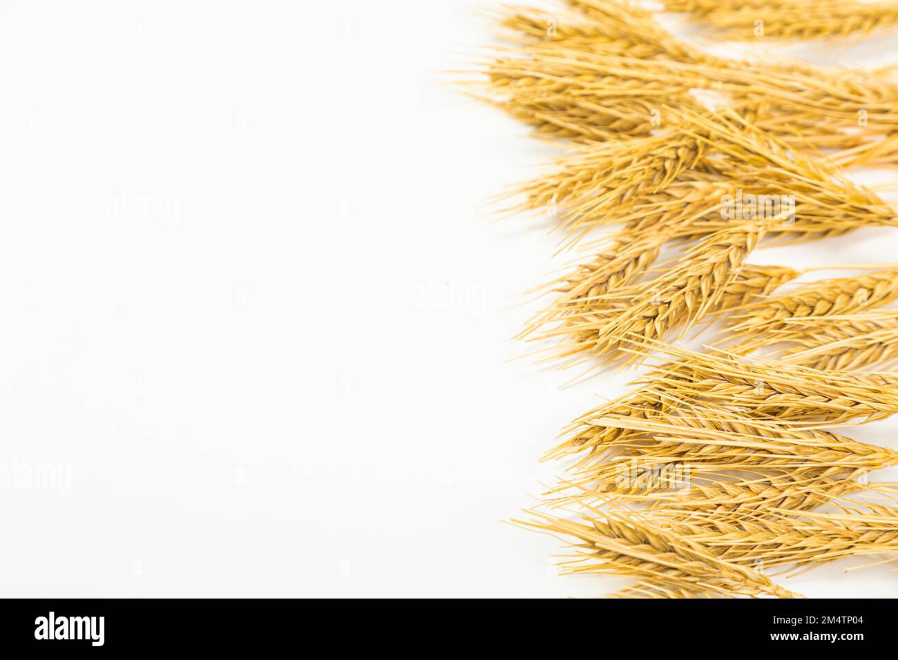 Graines de blé mûr sur fond blanc. Une culture entière de germe de blé ...