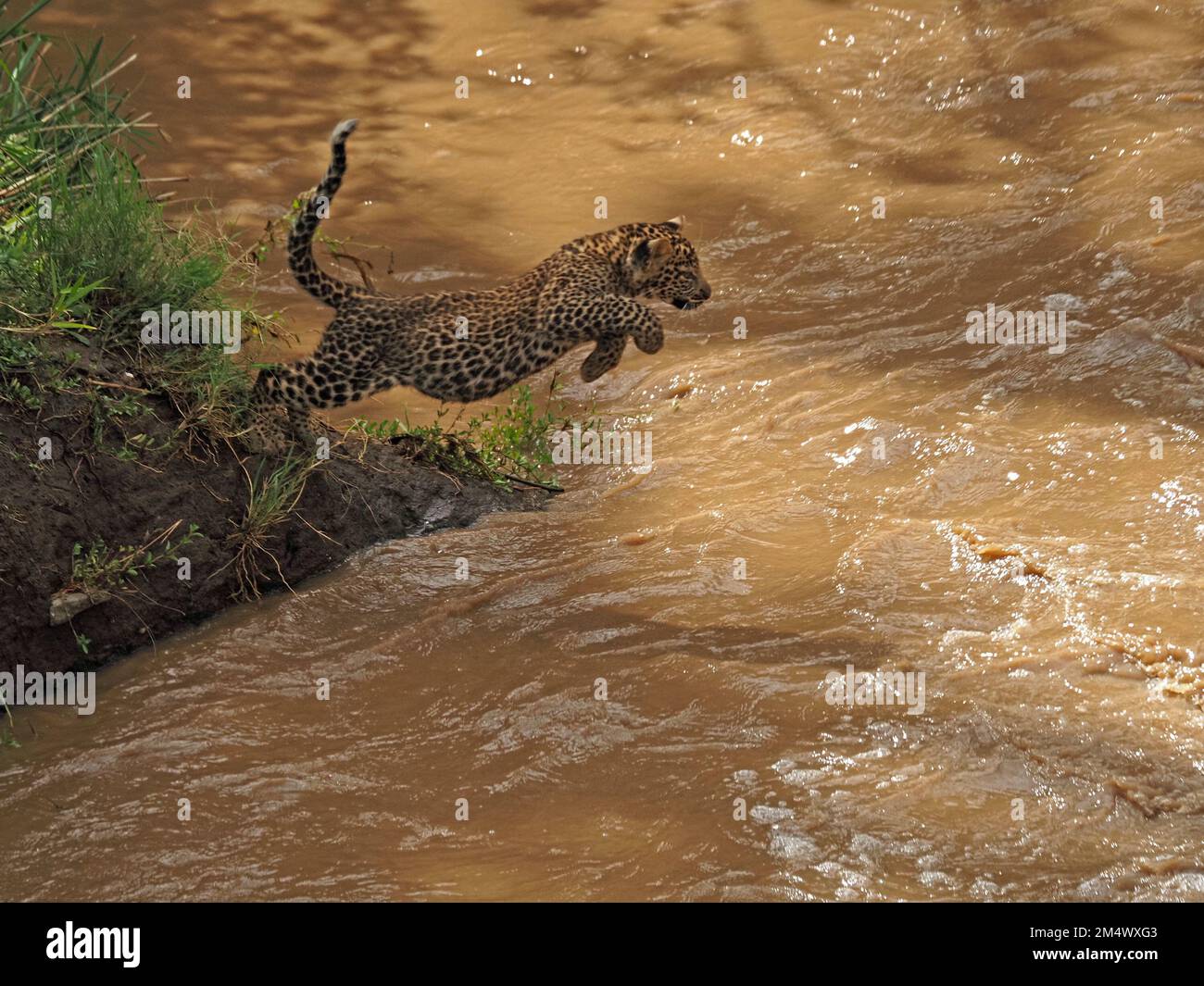 Petit jeune léopard (Panthera pardus) le saut de foi du cub suivant la ...