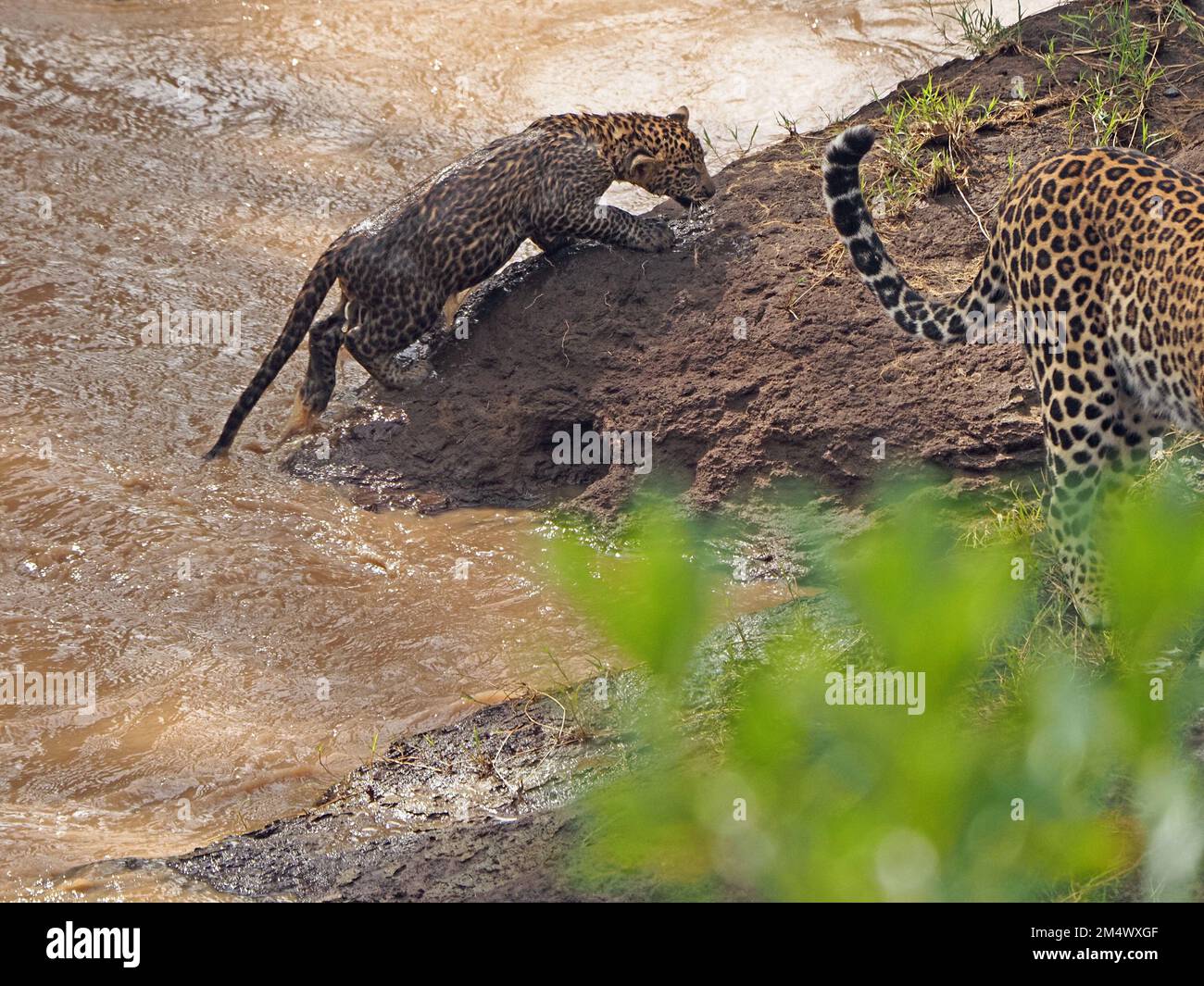 Jeune cub très trempé émergeant d'une rivière boueuse gonflée à la ...