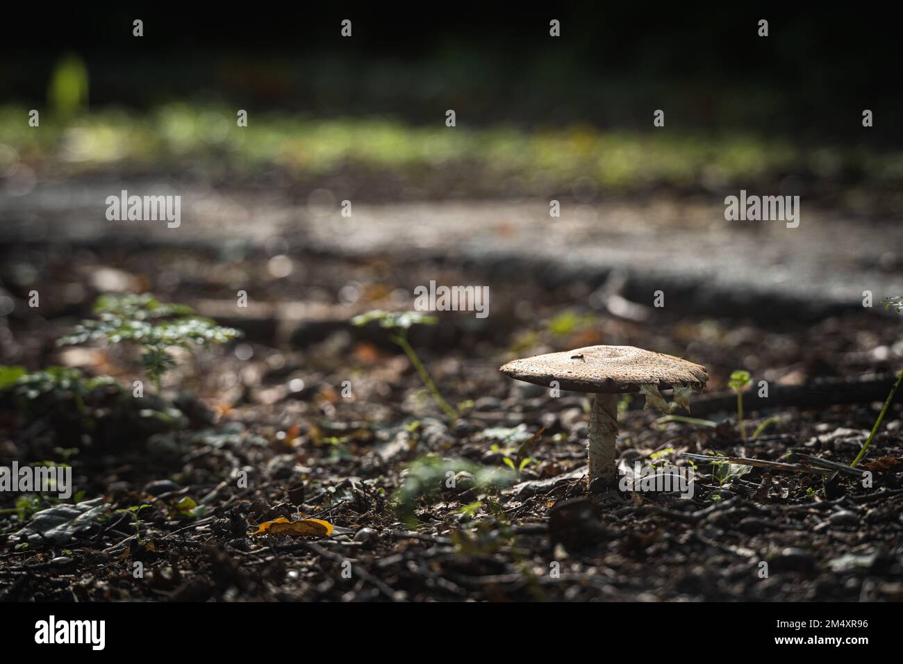 Gros plan d'un champignon incomestible toxique mortel du genre Amanita ...