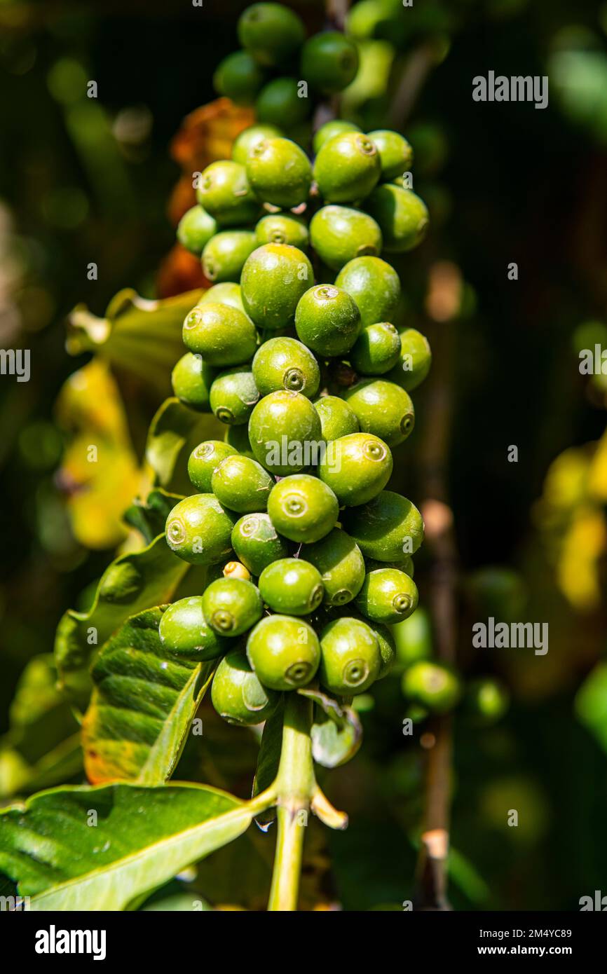 Fruits de café Banque de photographies et d’images à haute résolution ...