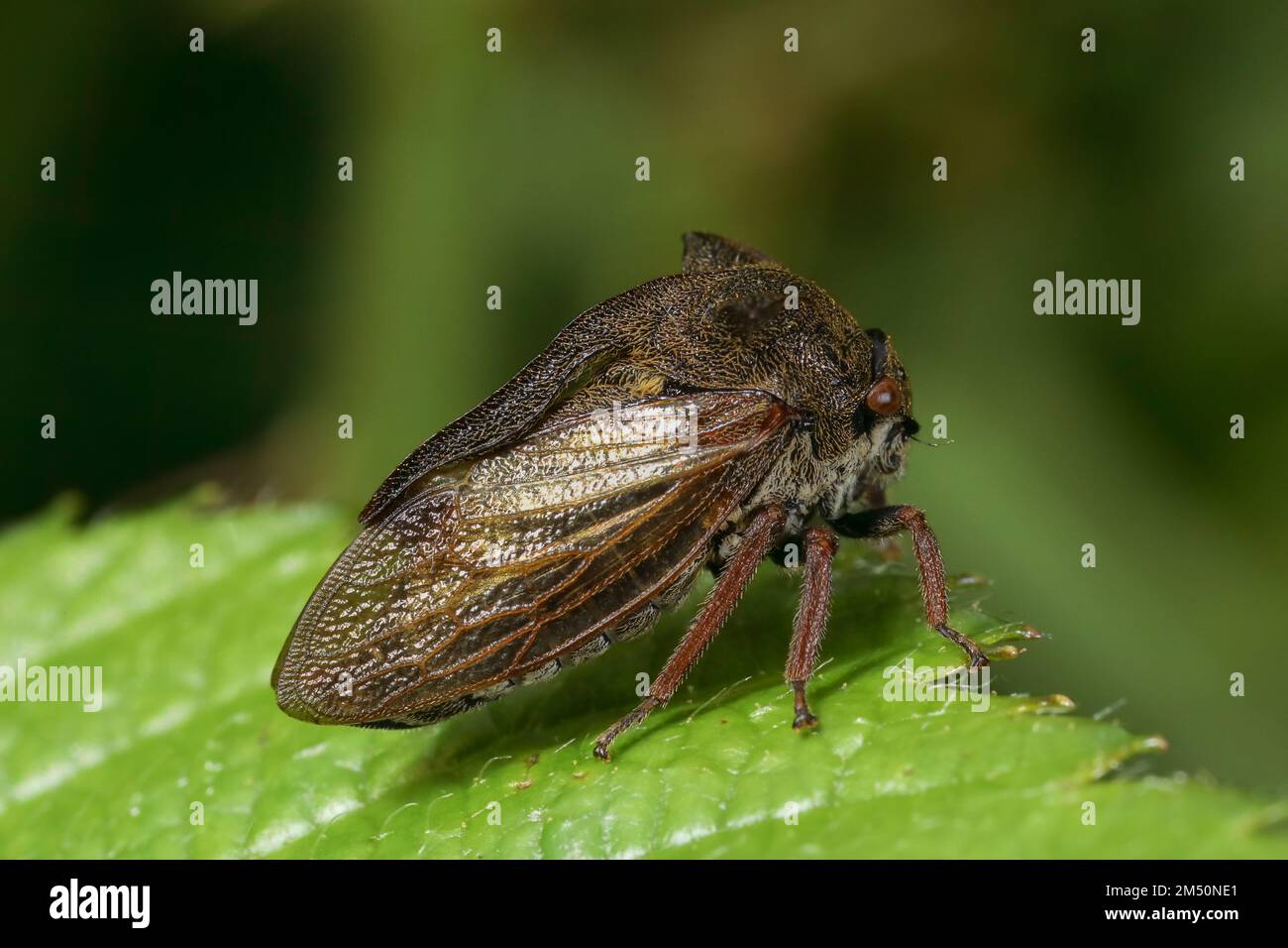 Une des 2 espèces de la cicadelle britannique (Membracidae) - de vrais ...