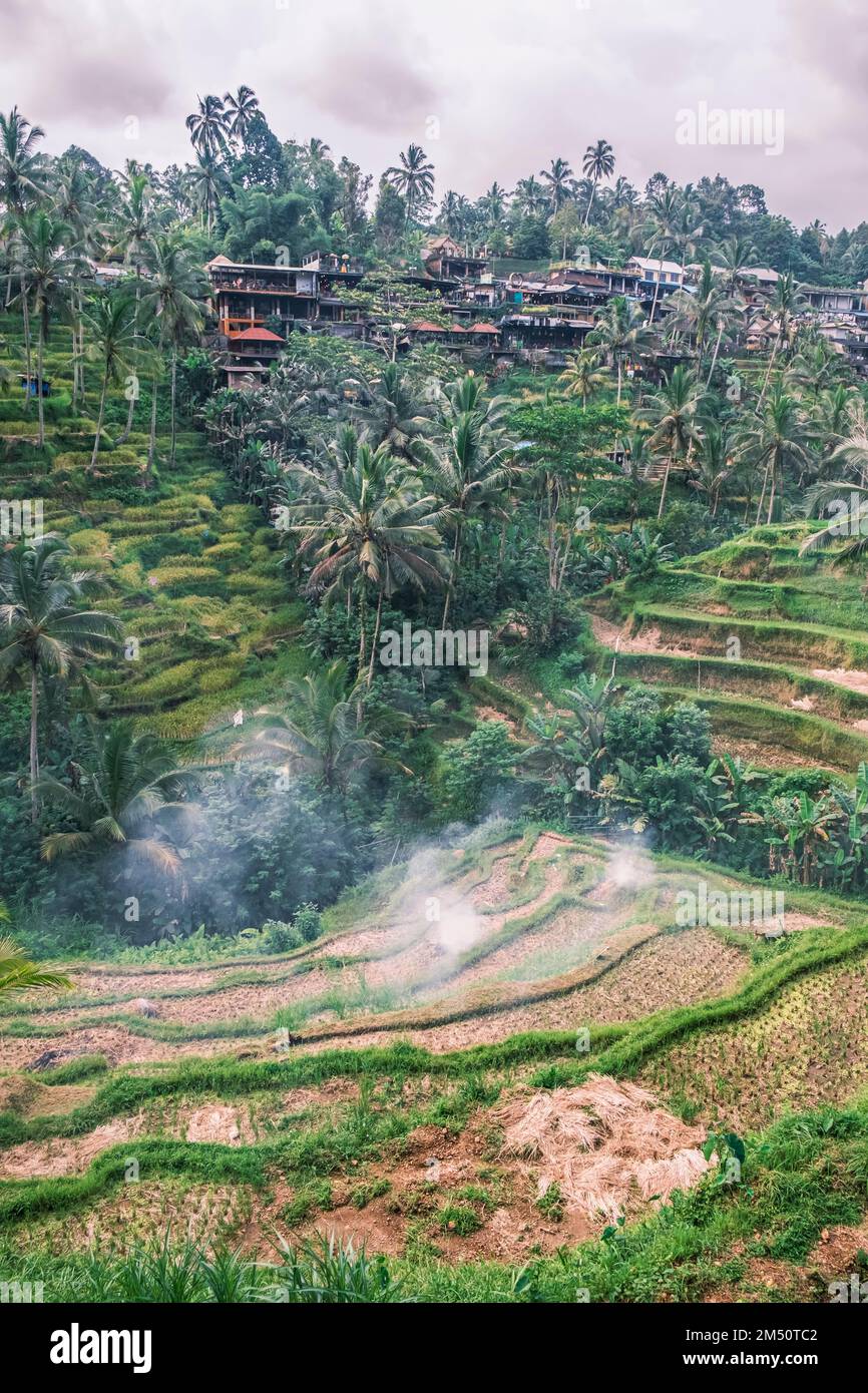 Plan vertical des terrasses de riz tegallalang à Ubud sur l'île de Bali ...