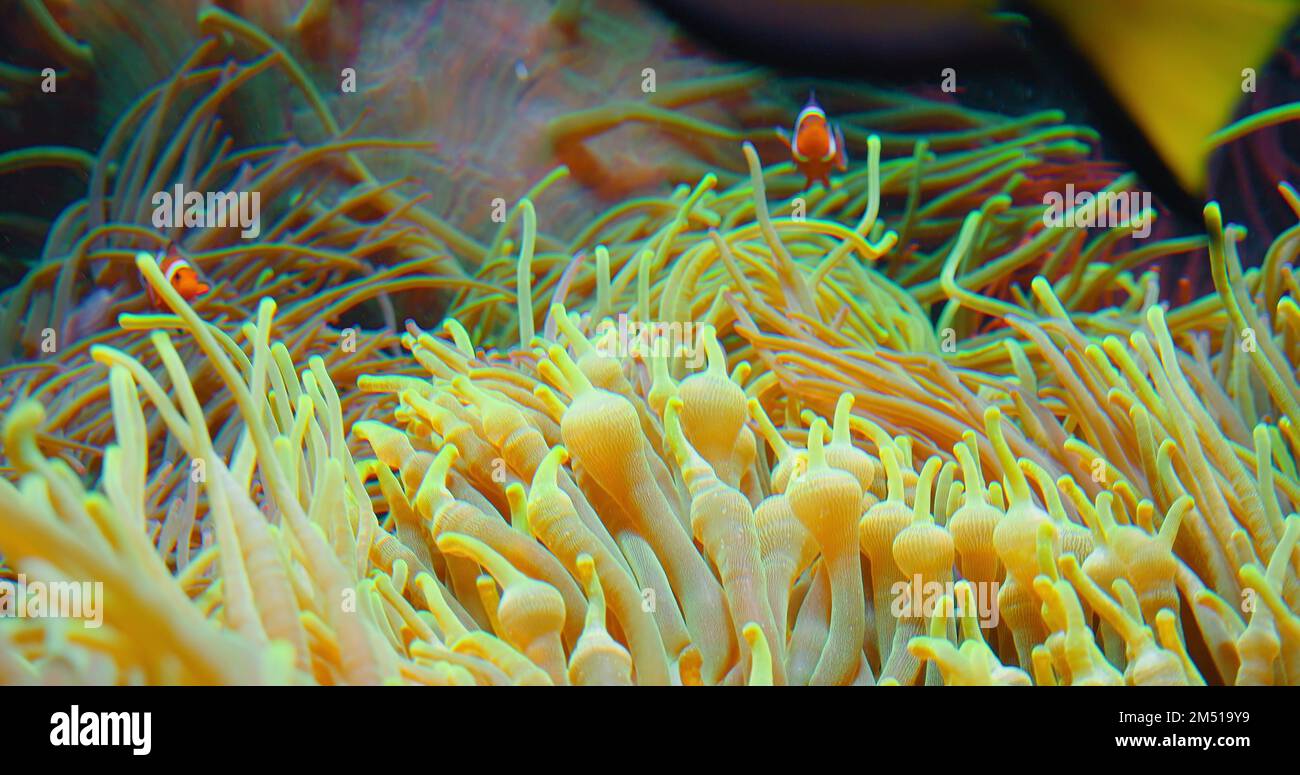 Un grand groupe de poissons clownfish nagent dans des anémones sur le ...