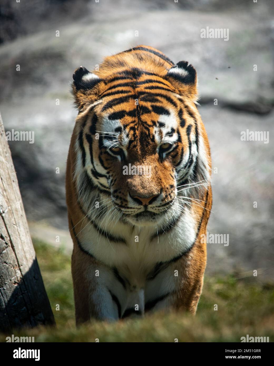 Siberian tiger toronto zoo toronto Banque de photographies et d’images ...