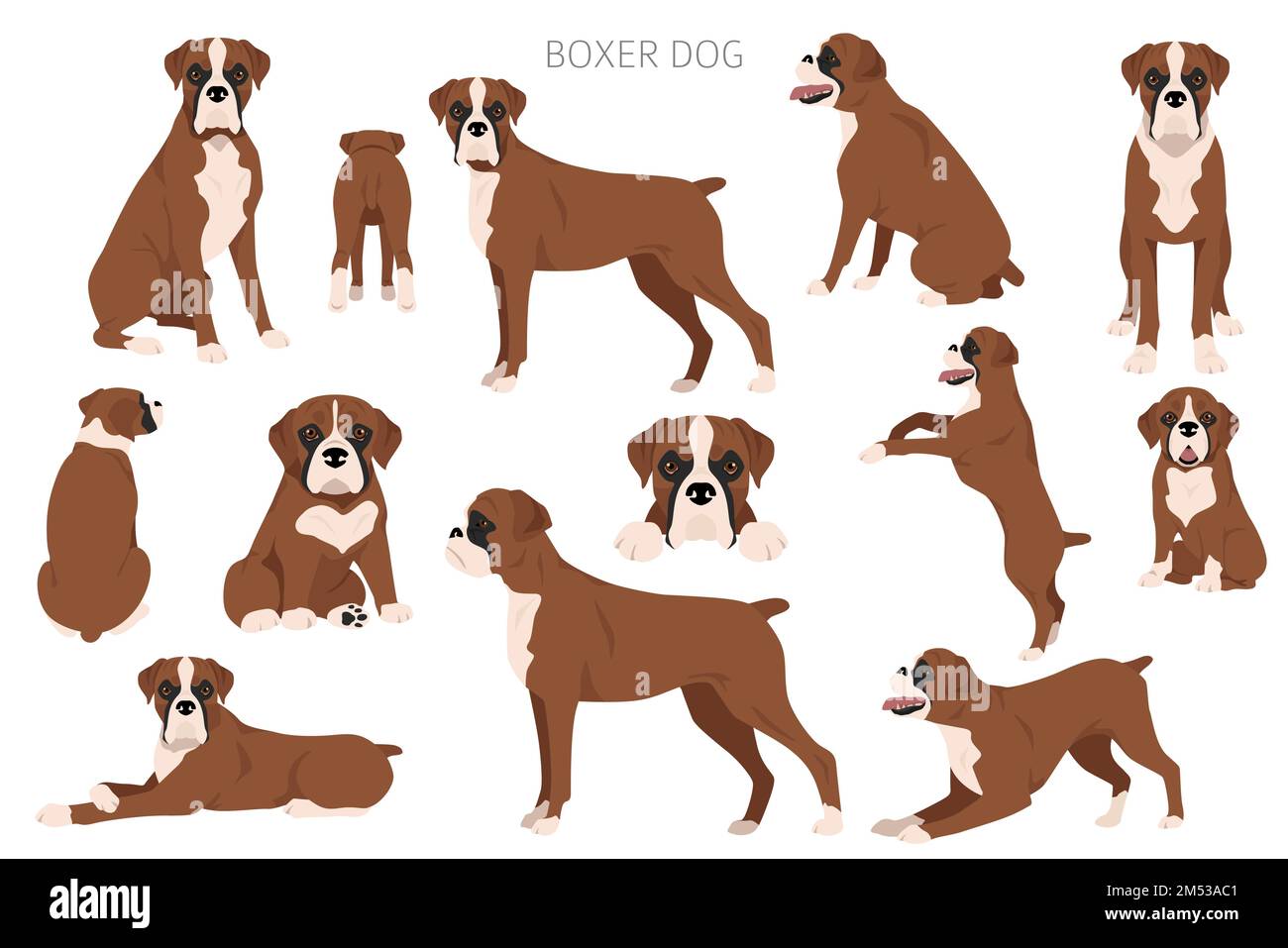 Griffe de chien boxeur. Ensemble de couleurs de manteau. Position ...