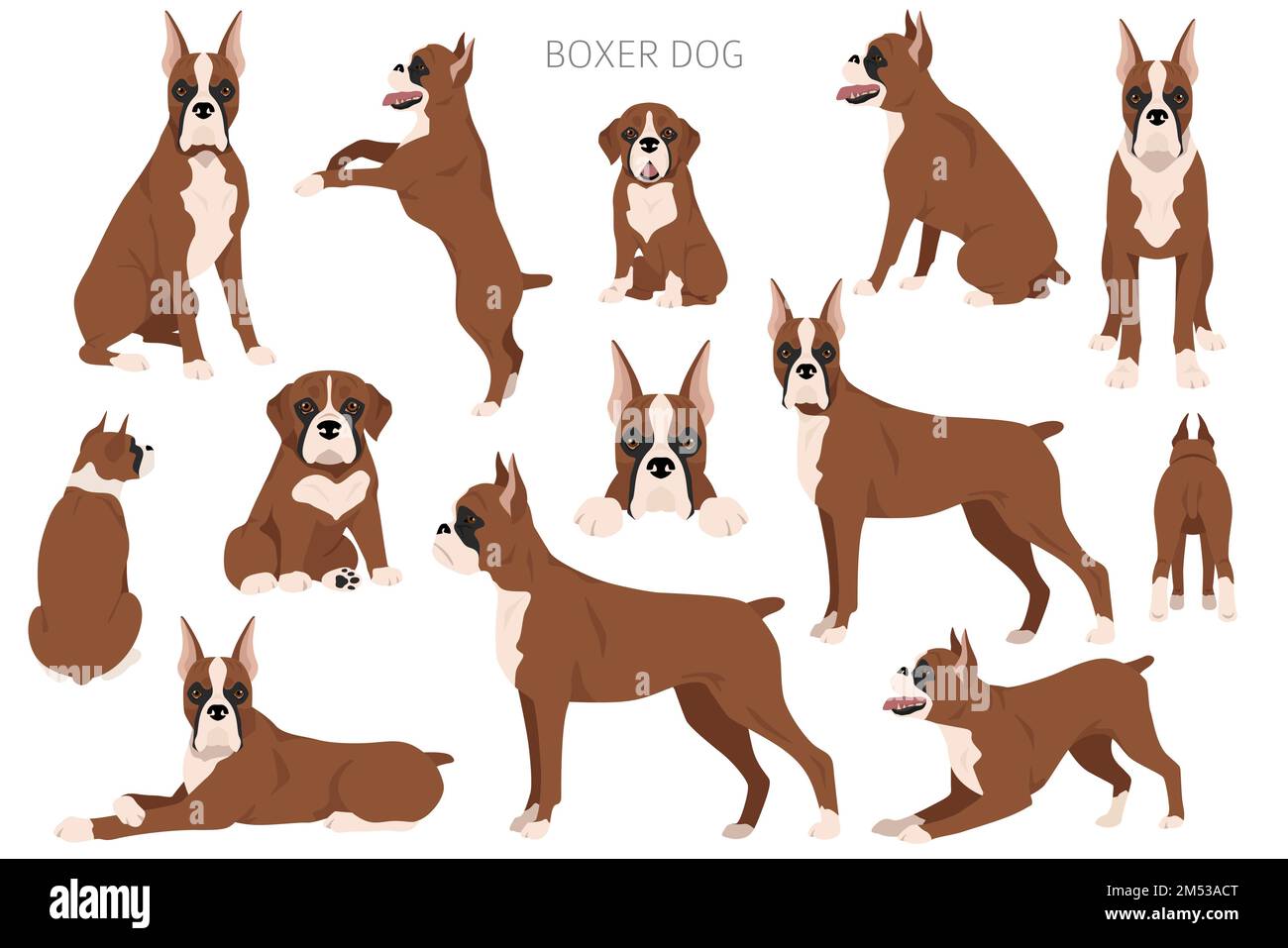 Griffe de chien boxeur. Ensemble de couleurs de manteau. Position ...