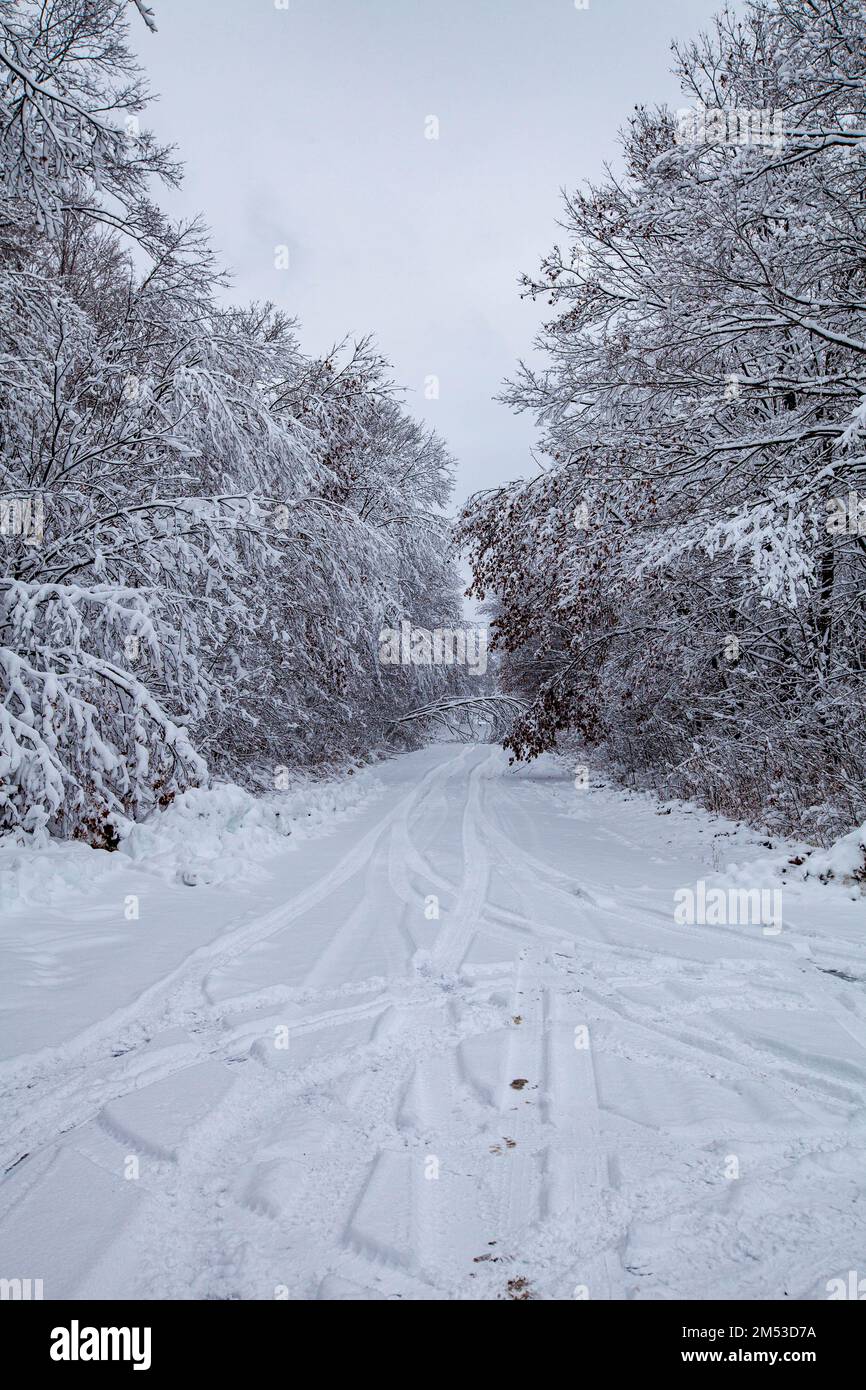 Route du Wisconsin après une tempête de neige avec un arbre bloquant la ...