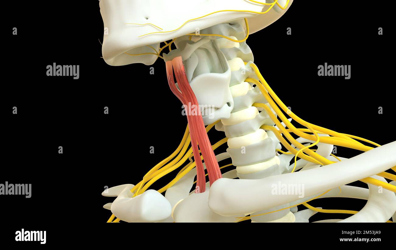 Anatomie du muscle Sternohyoid pour l'illustration du concept médical ...