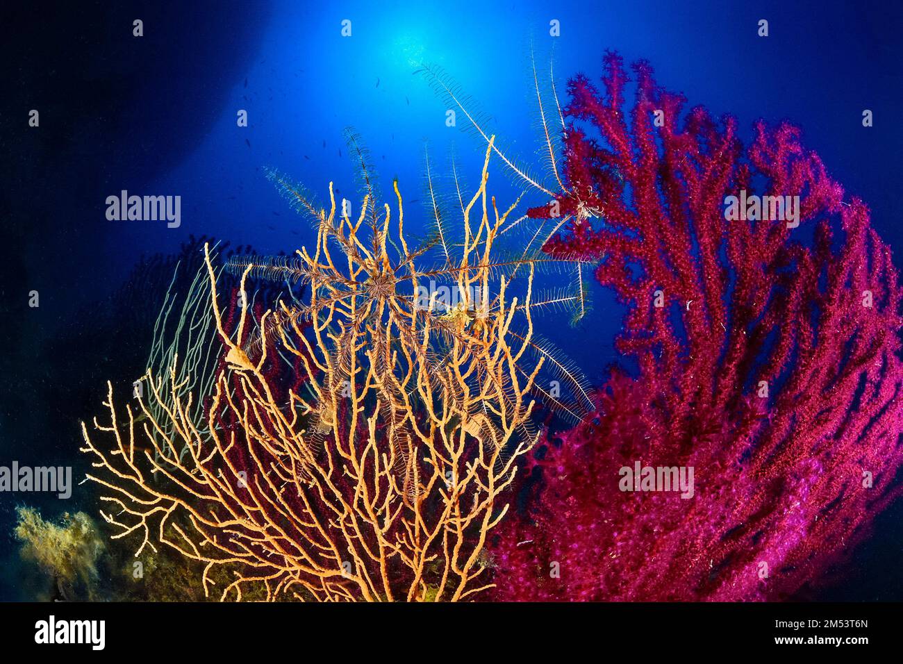 Une étoile de plume méditerranéenne, Antedon mediterranea, fan de mer ...
