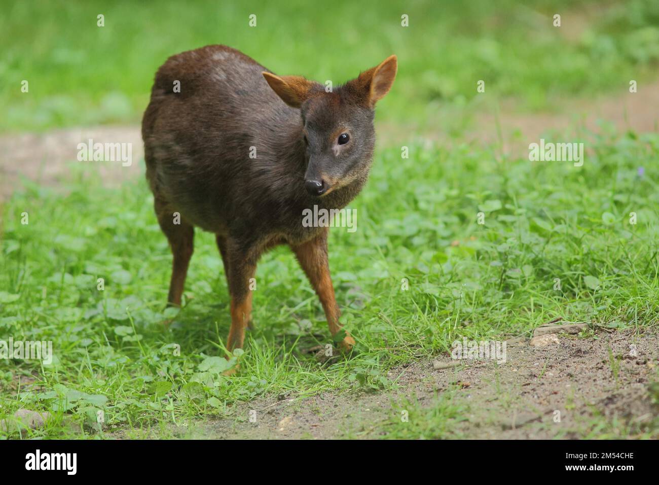 Pudu du sud Banque de photographies et d’images à haute résolution - Alamy