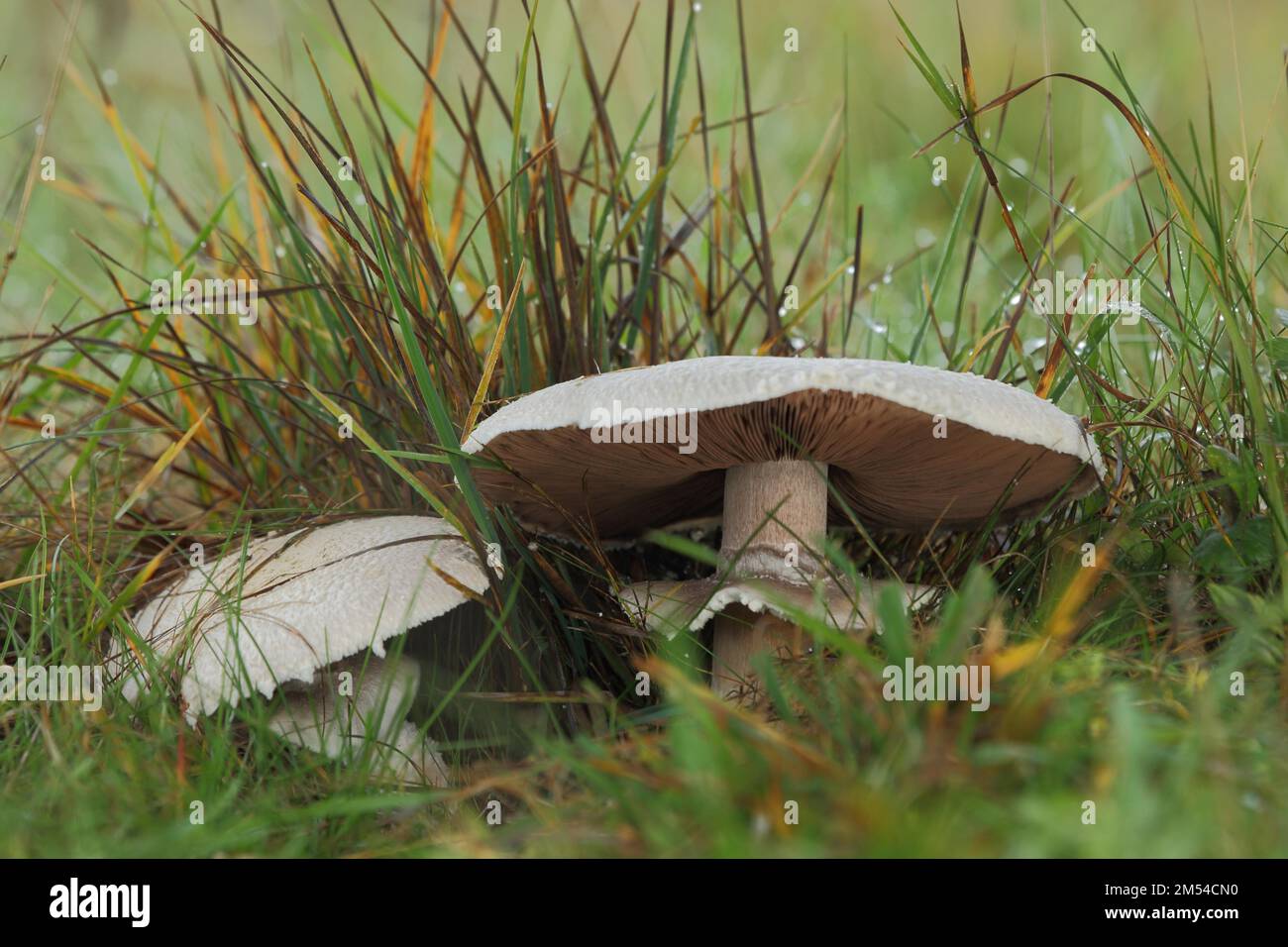 Herbe aux champignons Banque de photographies et d’images à haute ...