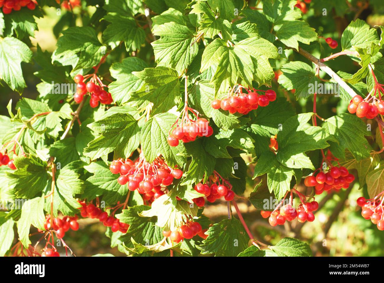 Baies et feuilles de viburnum rouges par temps ensoleillé. Dremak ...