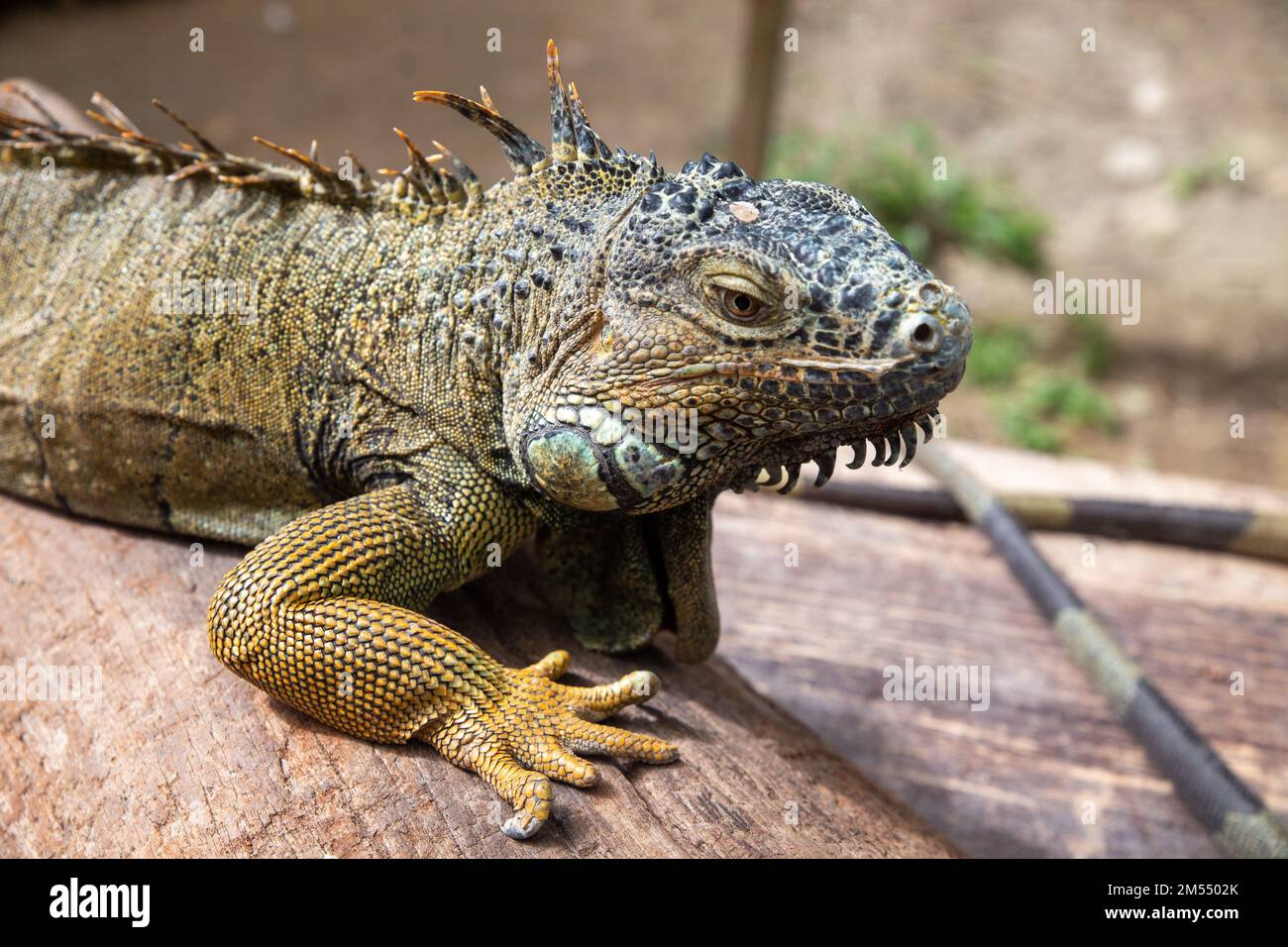 Iguanas in mexico Banque de photographies et d’images à haute résolution - Alamy