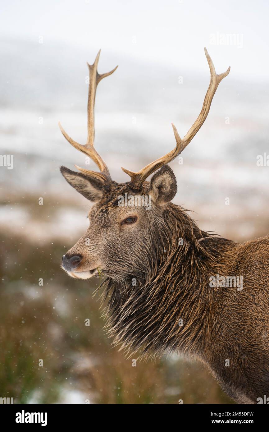 Glen COE, Écosse, Royaume-Uni. 26th décembre 2022. Cerf rouge à l'hôtel ...