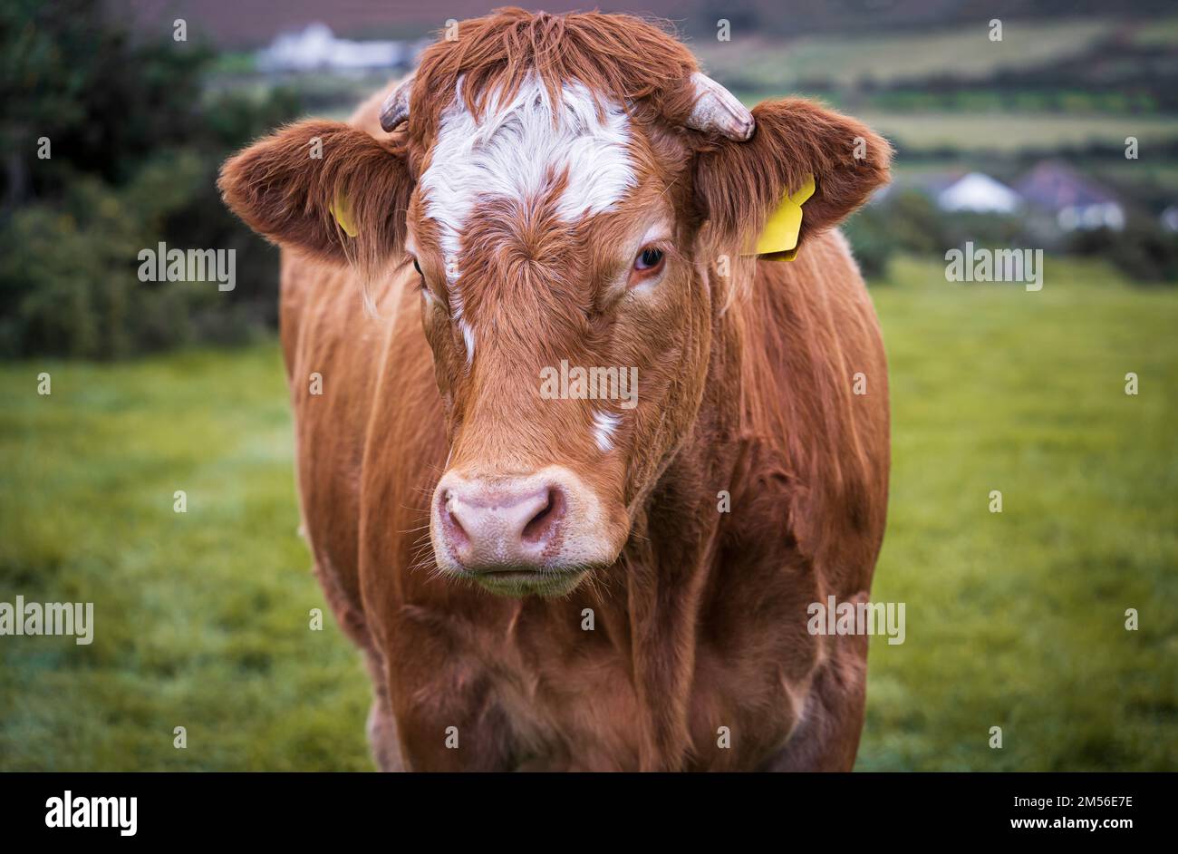 Le portrait de vache brun et blanc Limousin gros plan. Une seule vache ...