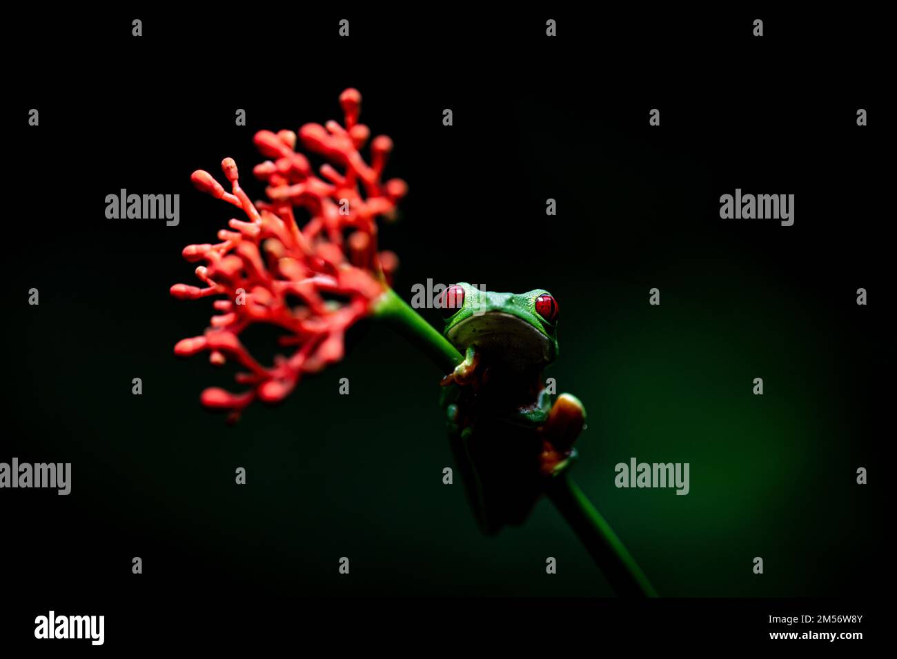 Coloration surprenante Banque de photographies et d’images à haute ...