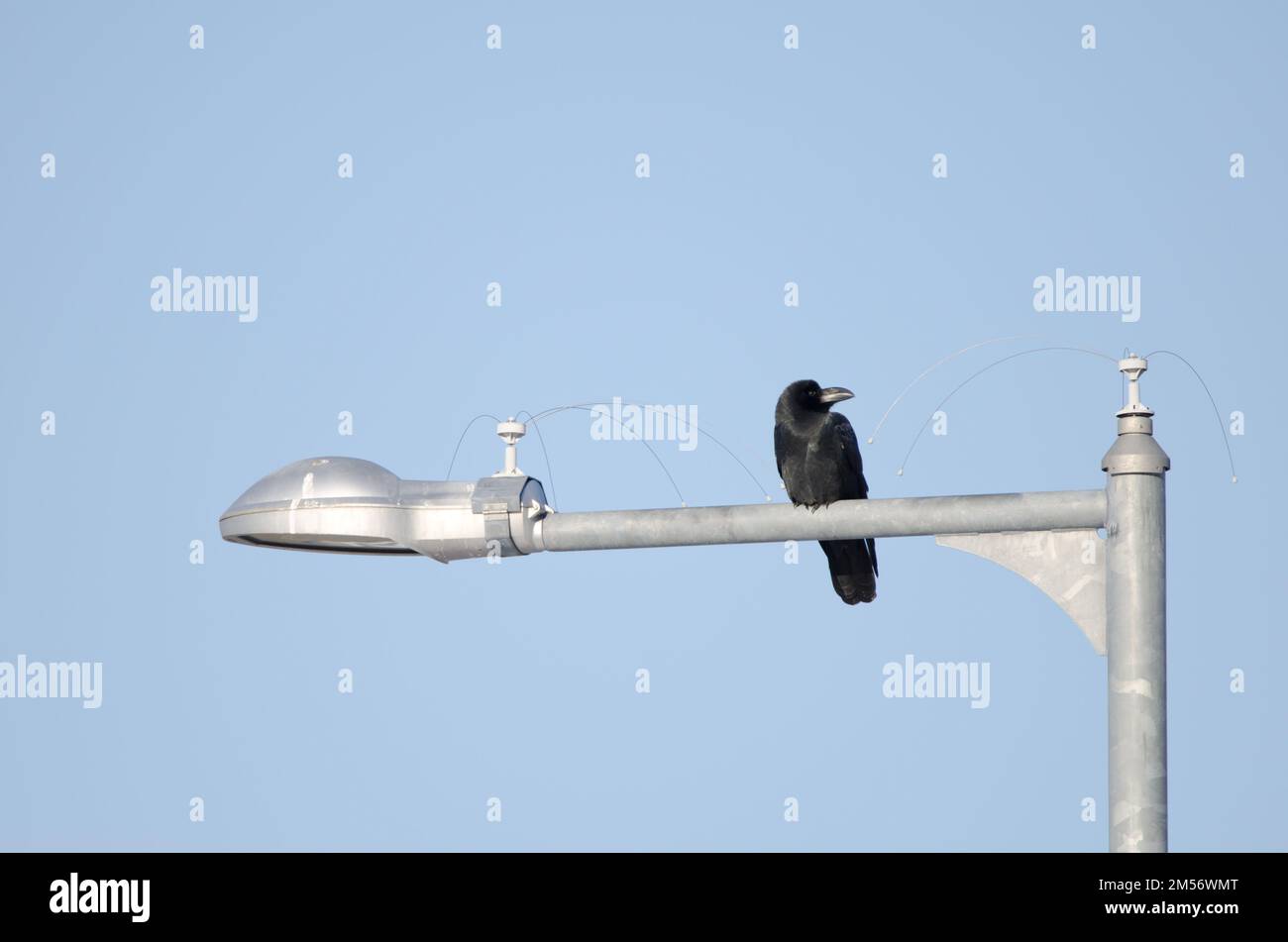 Corbeau à gros bec Corvus macrorhynchos japonensis perchée sur un ...