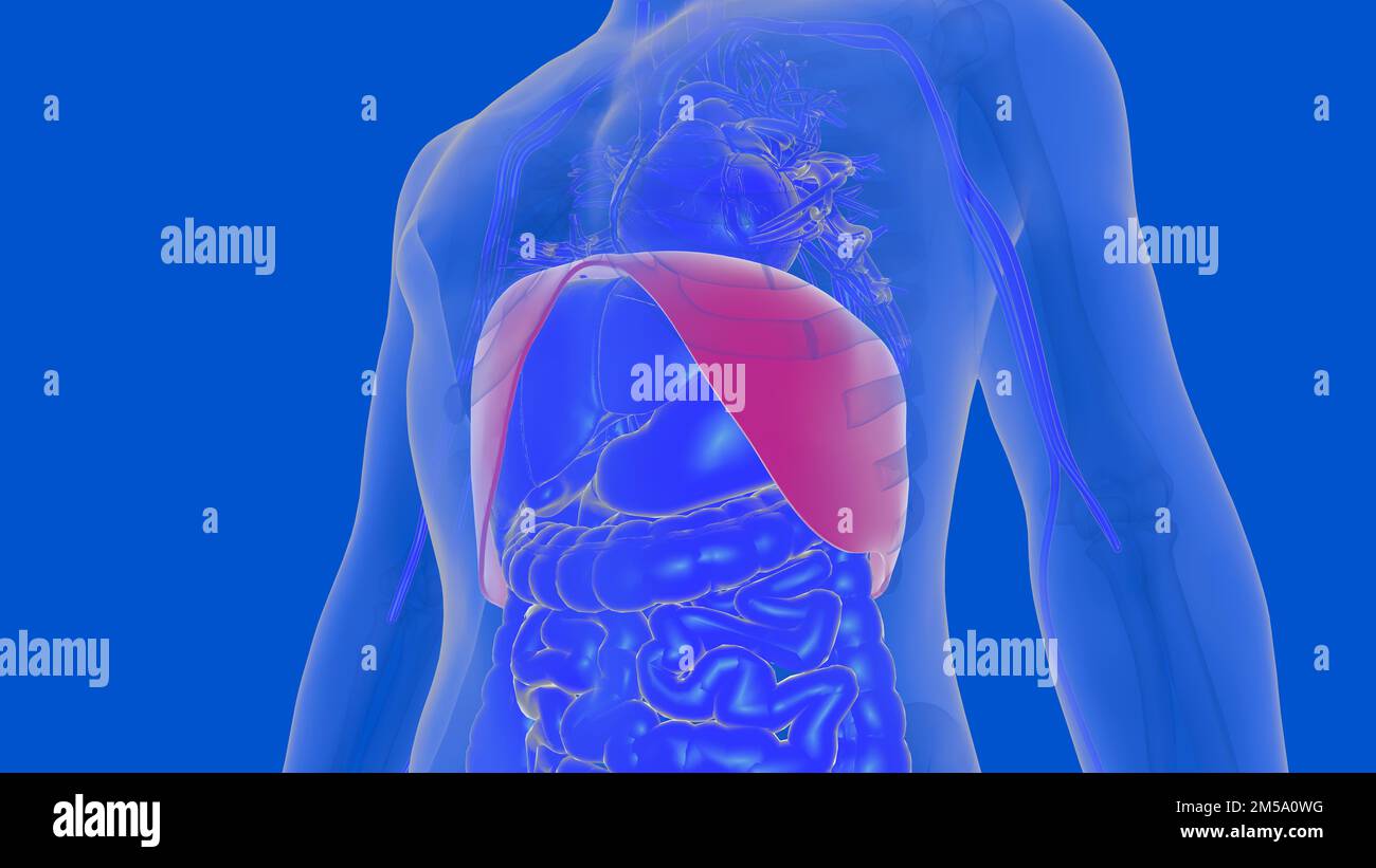 Anatomie du diaphragme humain pour l'illustration du concept médical 3D ...