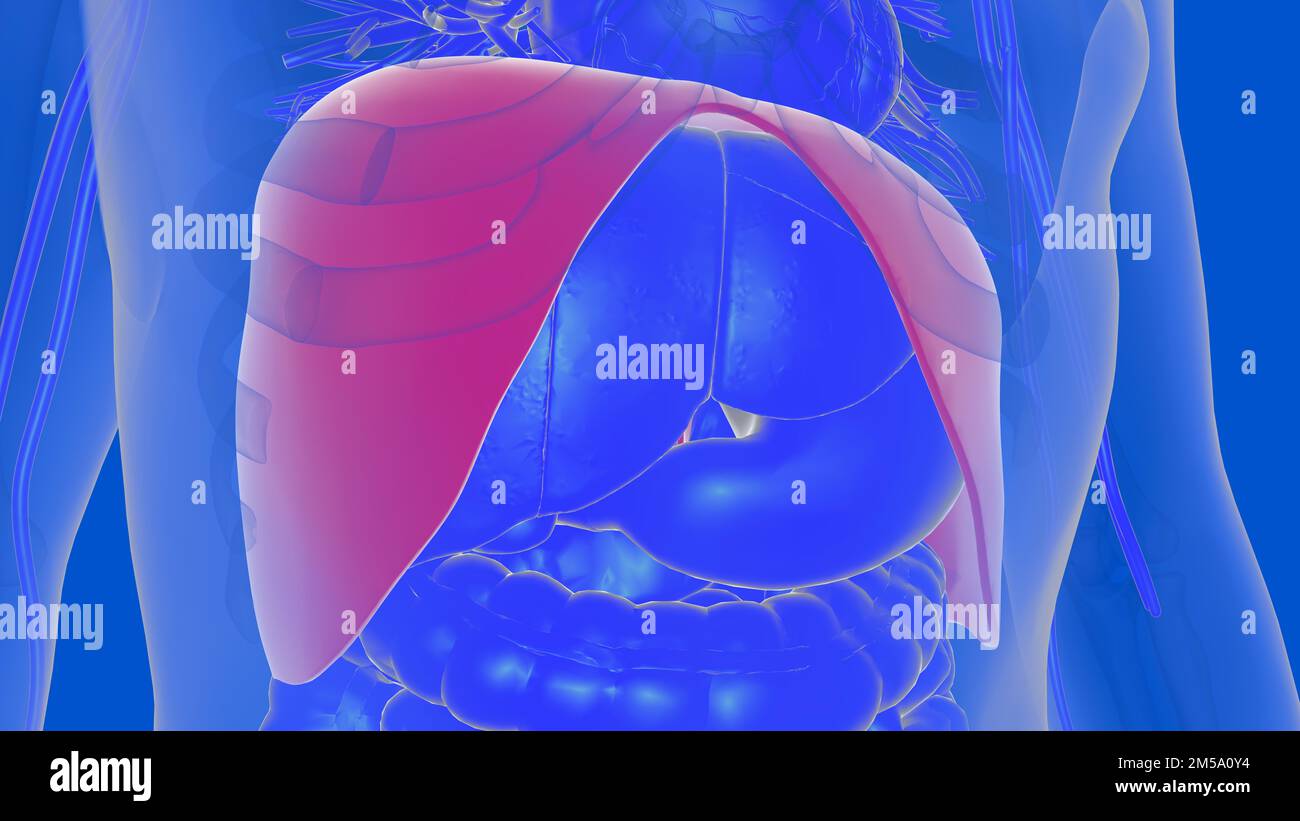 Anatomie du diaphragme humain pour l'illustration du concept médical 3D ...