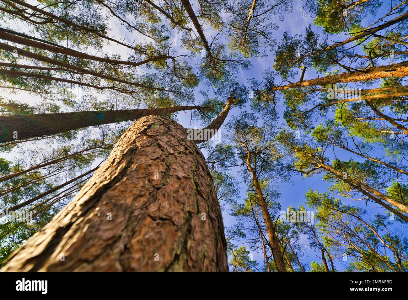 Le regard vers le haut dans les arbres, les pins à corkscreen magiques ...