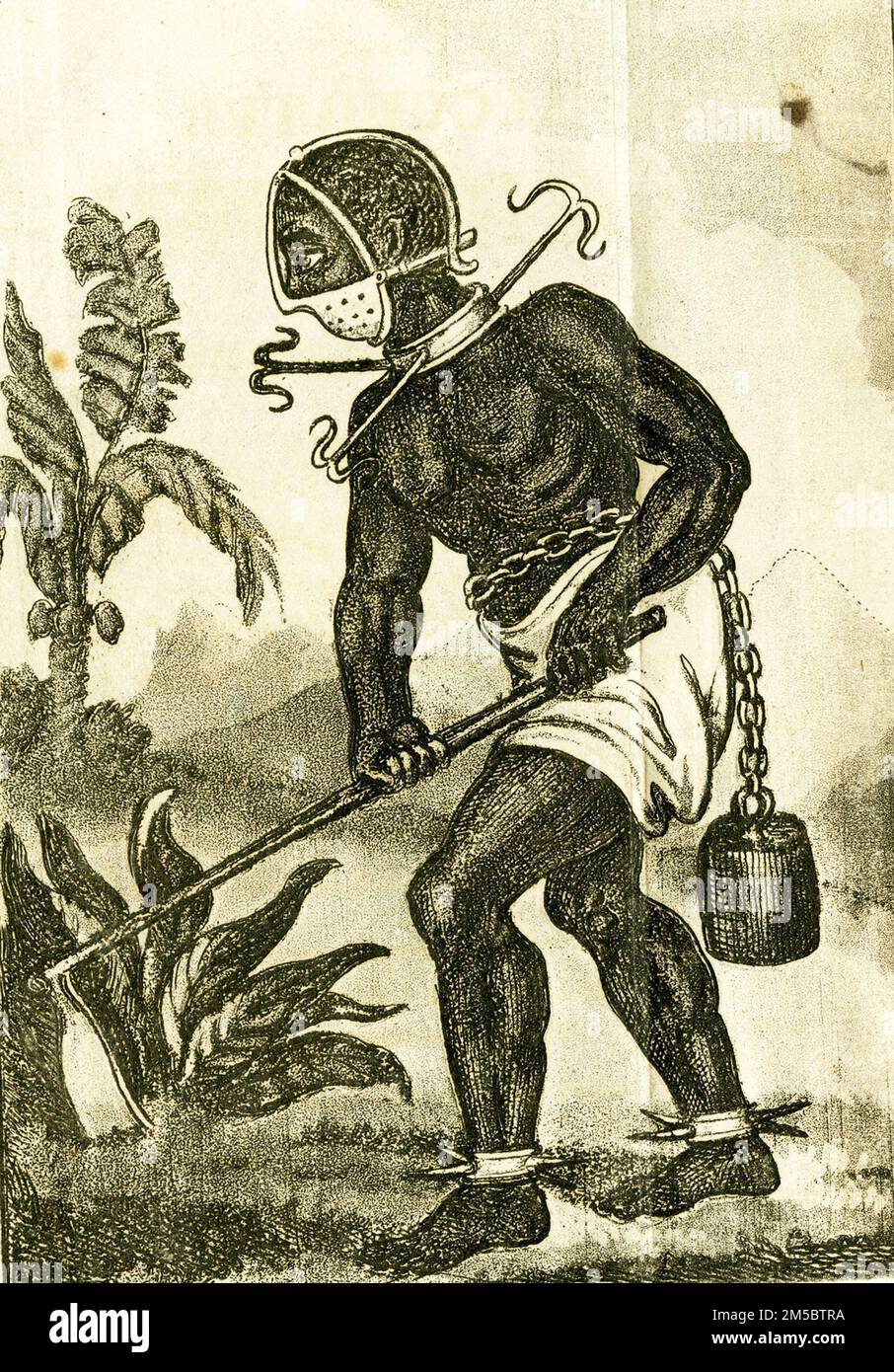 Un esclave au travail avec un cadre de tête et une bouche pour empêcher ...