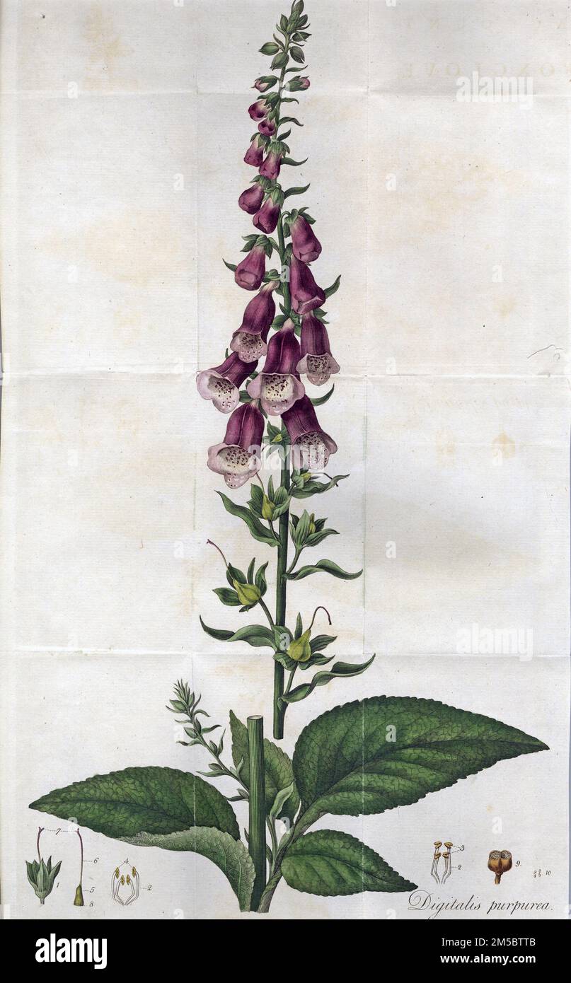 Plaque de couleur de l'usine de foxglove, Digitalis purpurea, imprimée ...
