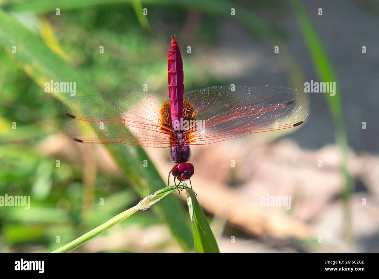 Un mâle de terre rouge ( Brachythemis lacustris ) est un habitant ...
