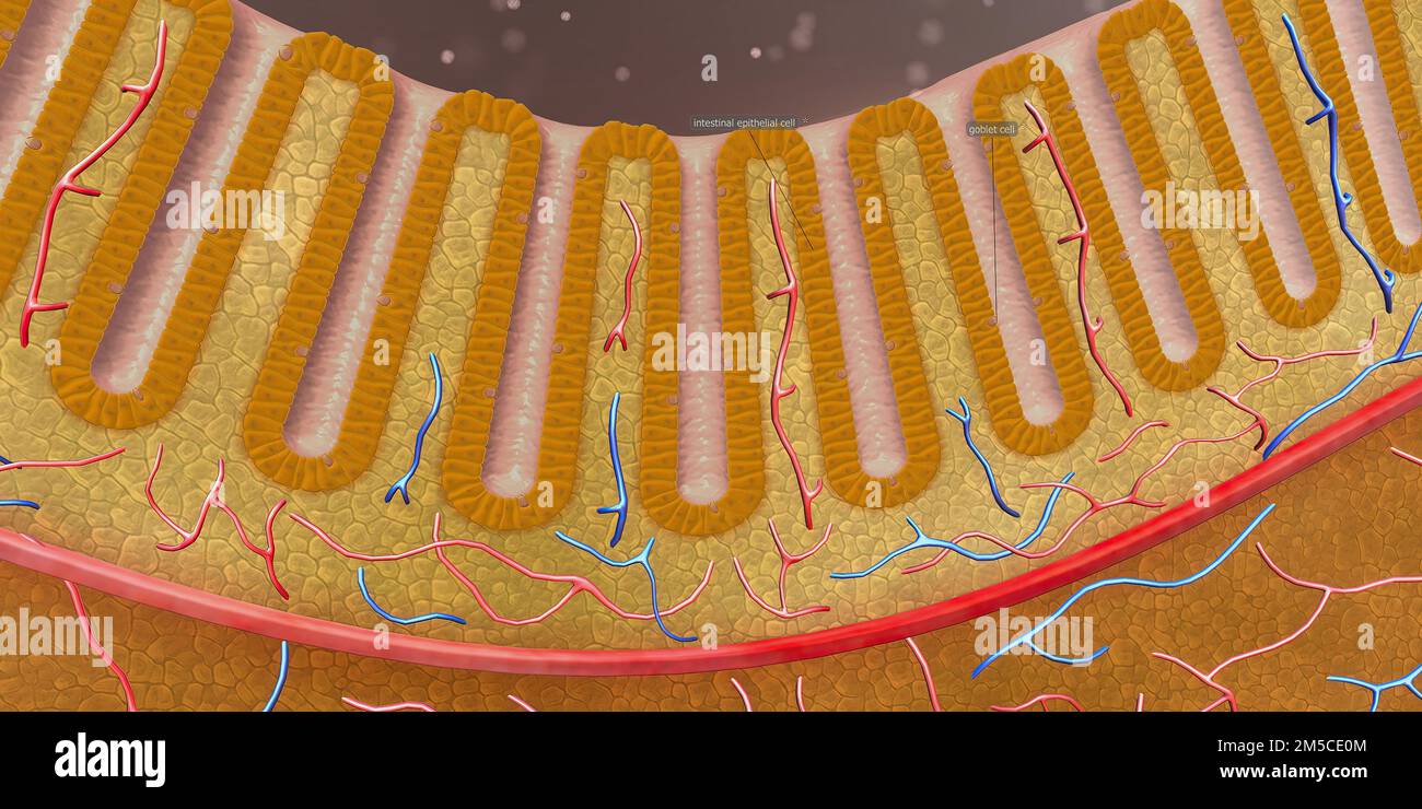 Membrana mucosa Banque de photographies et d’images à haute résolution ...