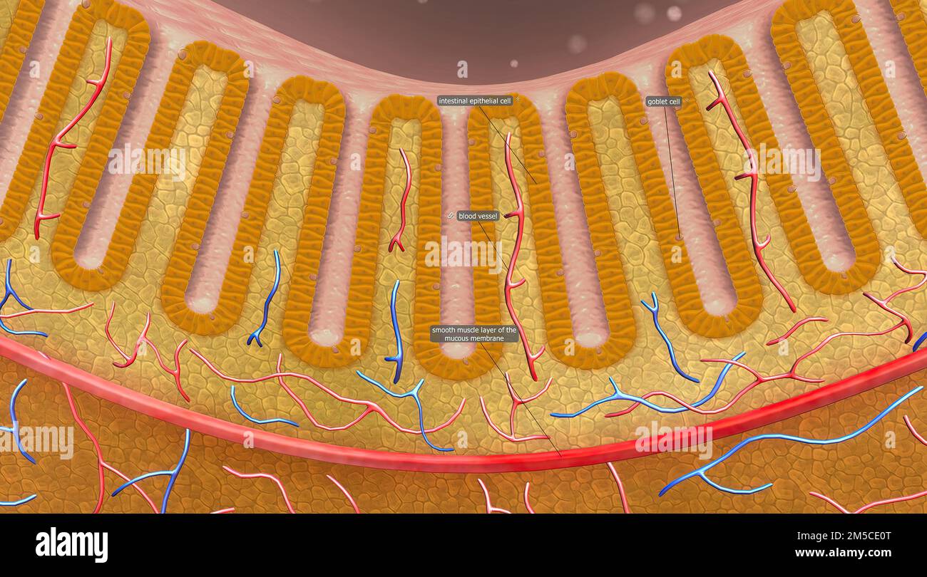 Muqueuse est un autre nom pour la muqueuse. La muqueuse couvre l ...