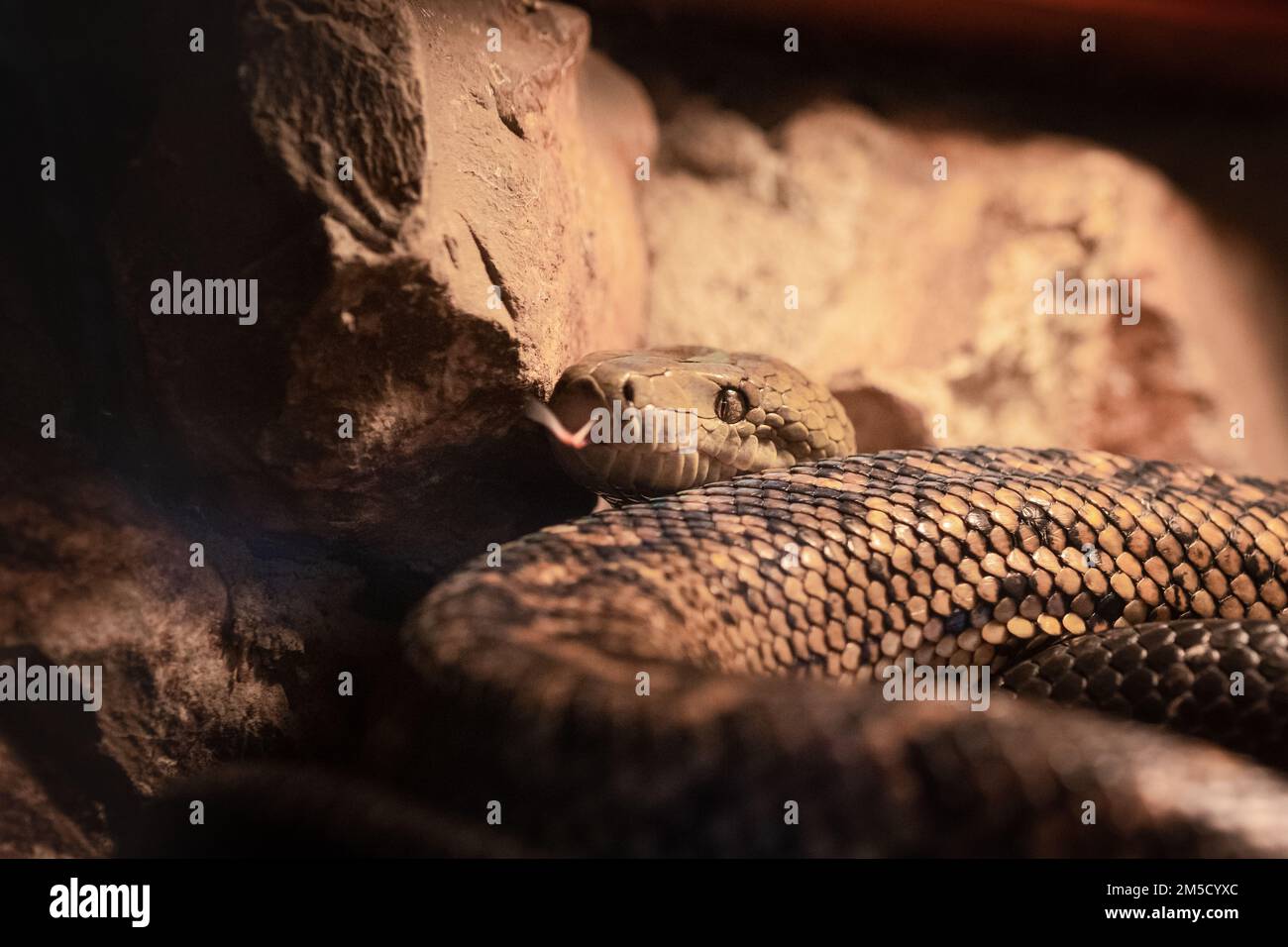 Chilabothrus subflavus Banque de photographies et d’images à haute ...