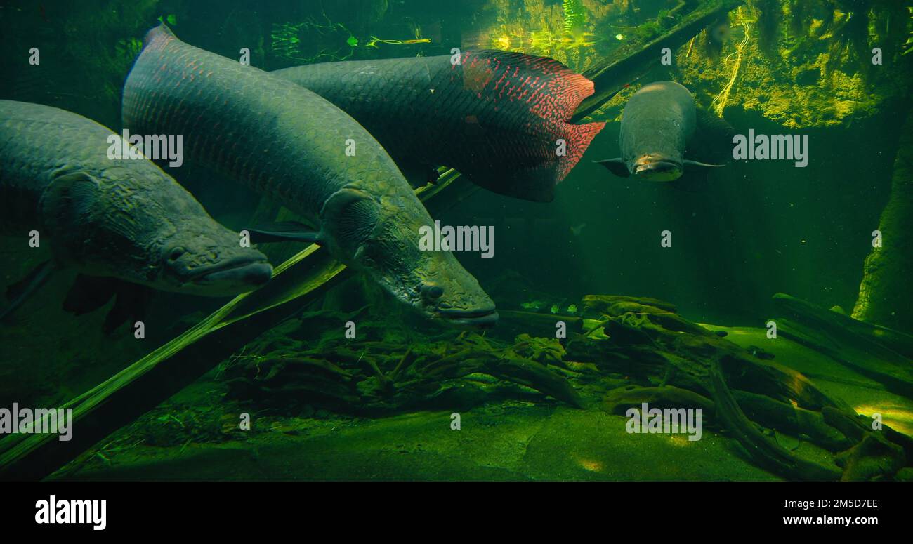 Plus grand poisson de rivière. Arapaima gigas dans un aquarium d'eau ...