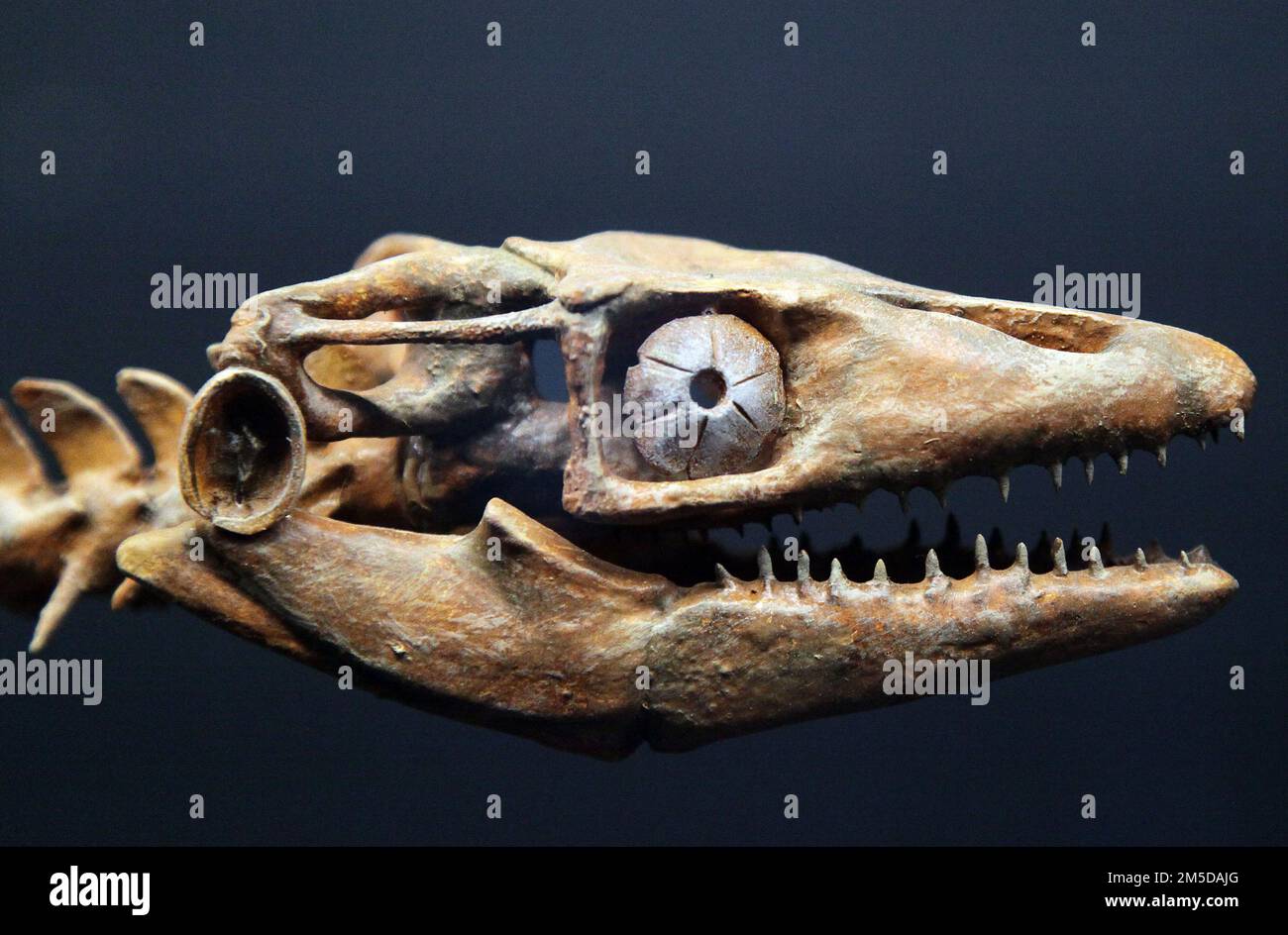 Mosasaurus hoffmani Banque de photographies et d’images à haute ...