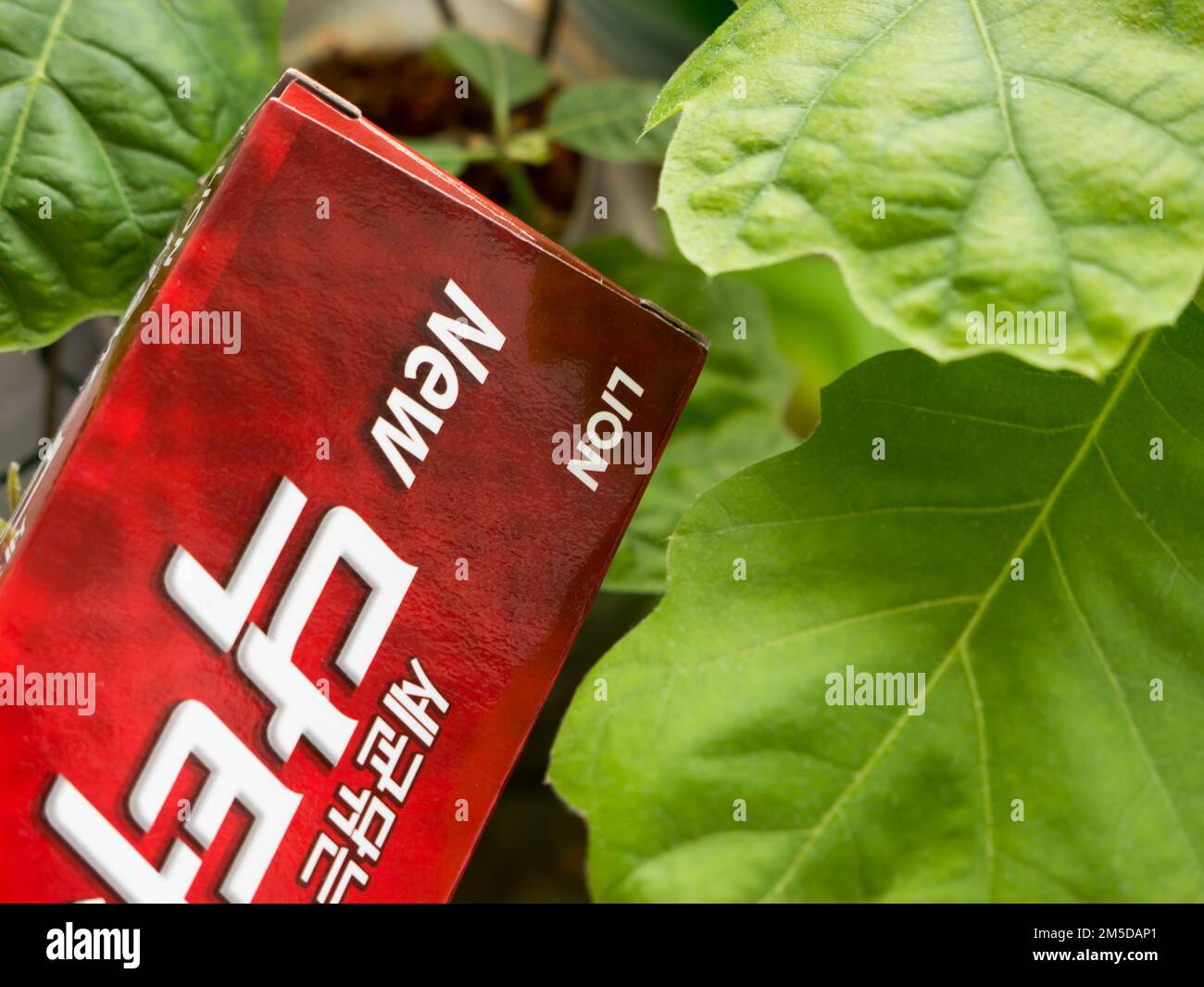 Lion dr sedoc original plus Banque de photographies et d’images à haute résolution - Alamy