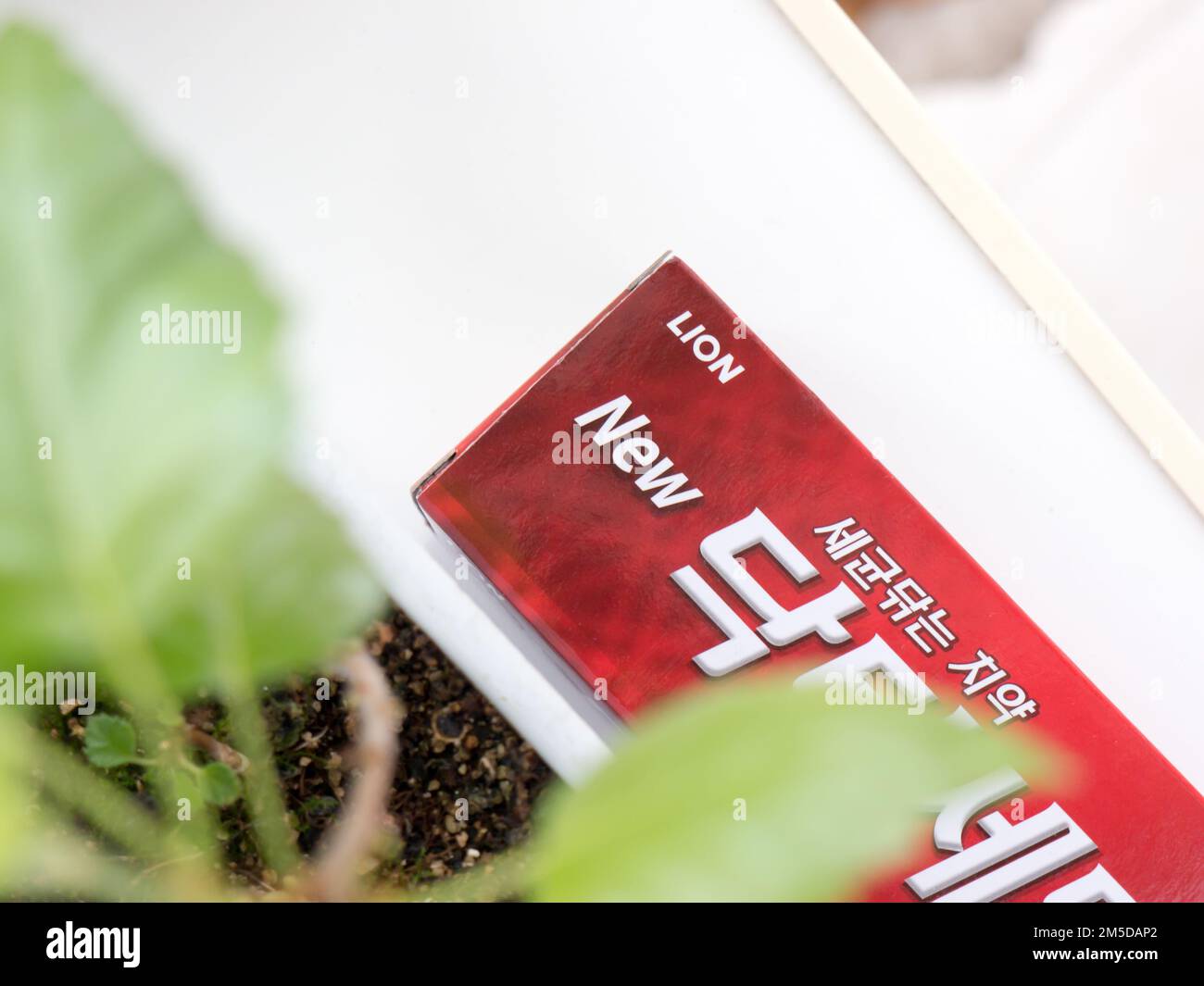 Lion dr sedoc original plus Banque de photographies et d’images à haute résolution - Alamy