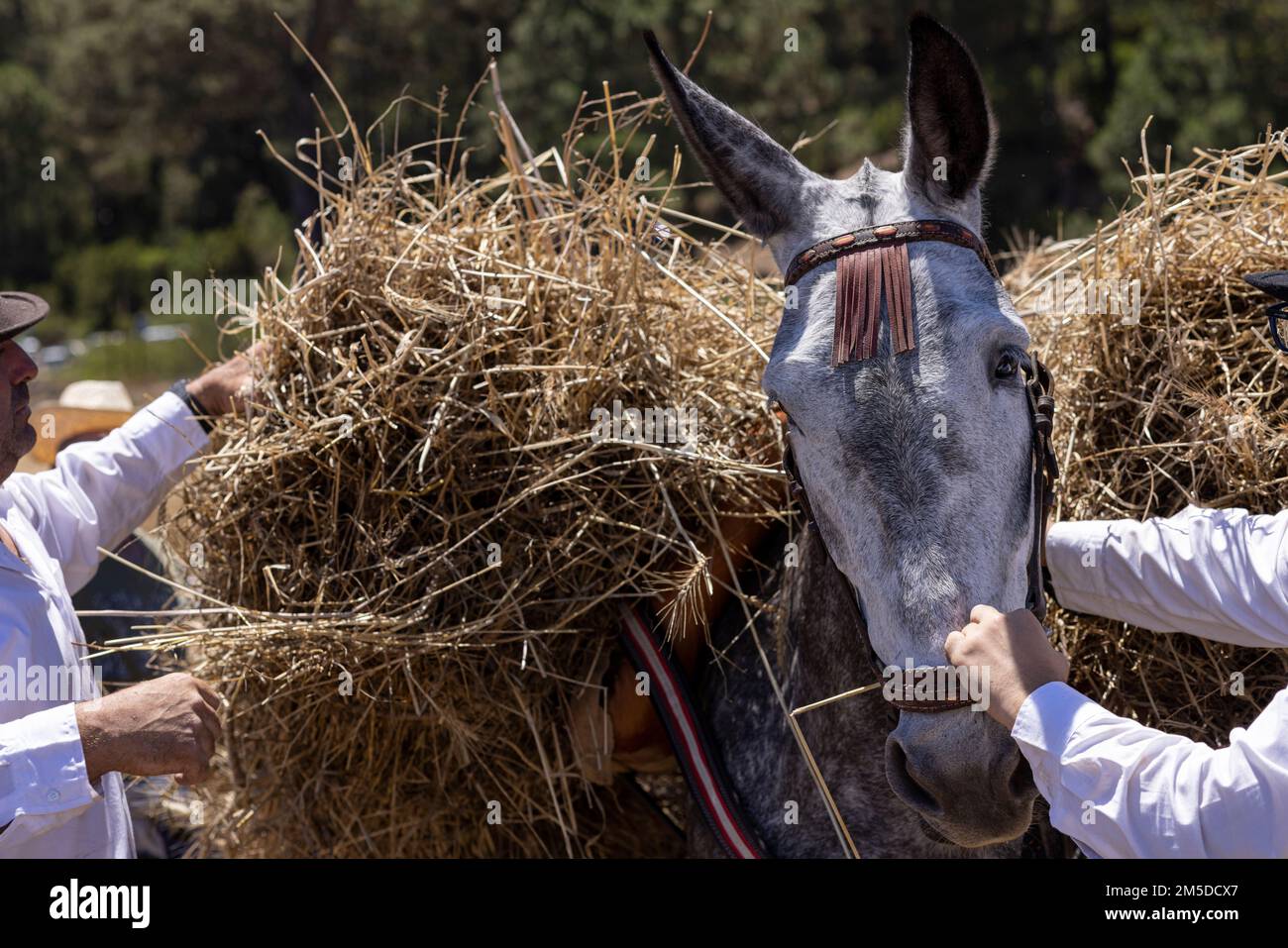 Mule chargée de maïs récolté pour le battage au Dia de la trilla à l ...