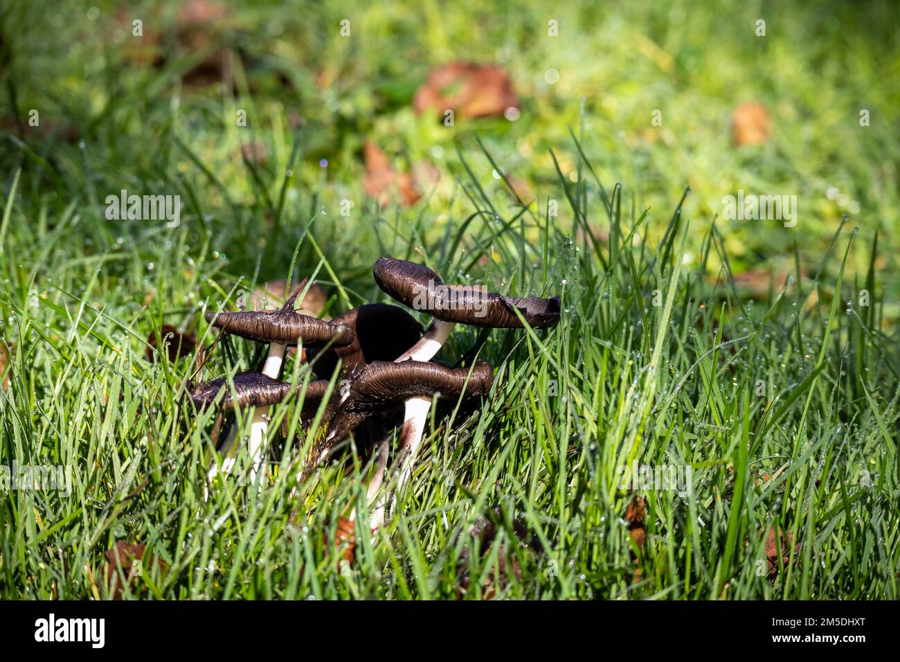 Champignons magiques de psilocybine en pleine forêt. Concept de composé ...
