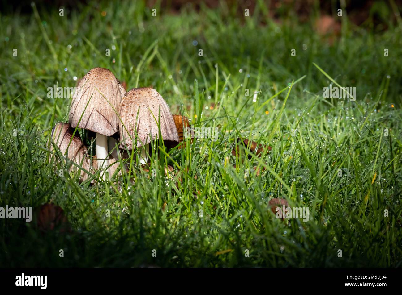 Champignons magiques de psilocybine en pleine forêt. Concept de composé ...