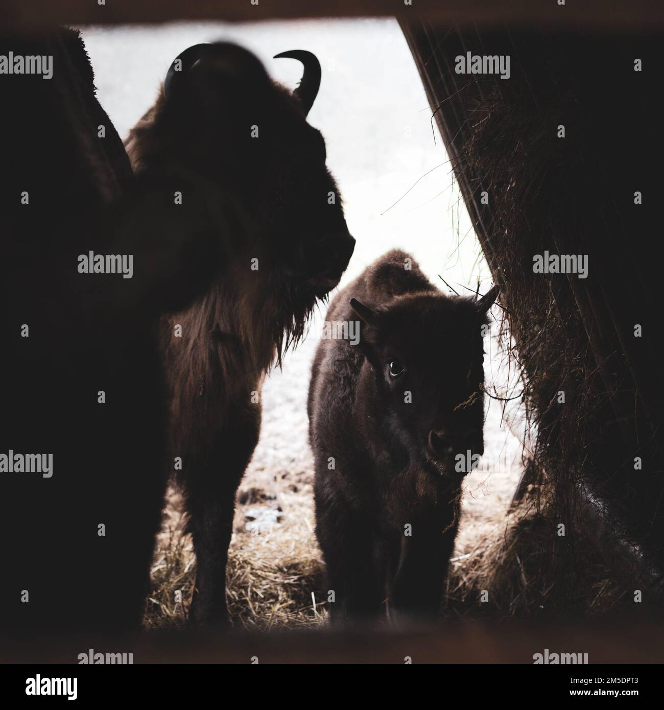 Giant bison Banque de photographies et d’images à haute résolution - Alamy