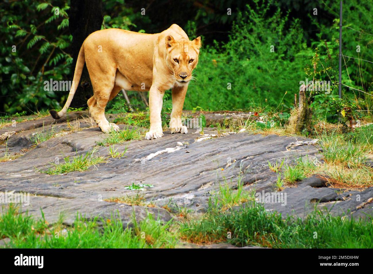 Captive female lion Banque de photographies et d’images à haute ...