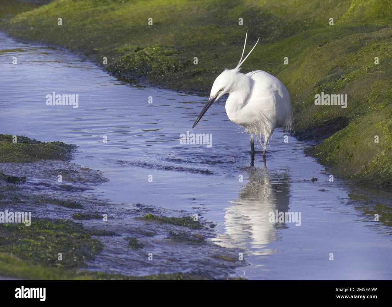 Little Egret toutes les plumes blanches long bec noir et avec la tête ...