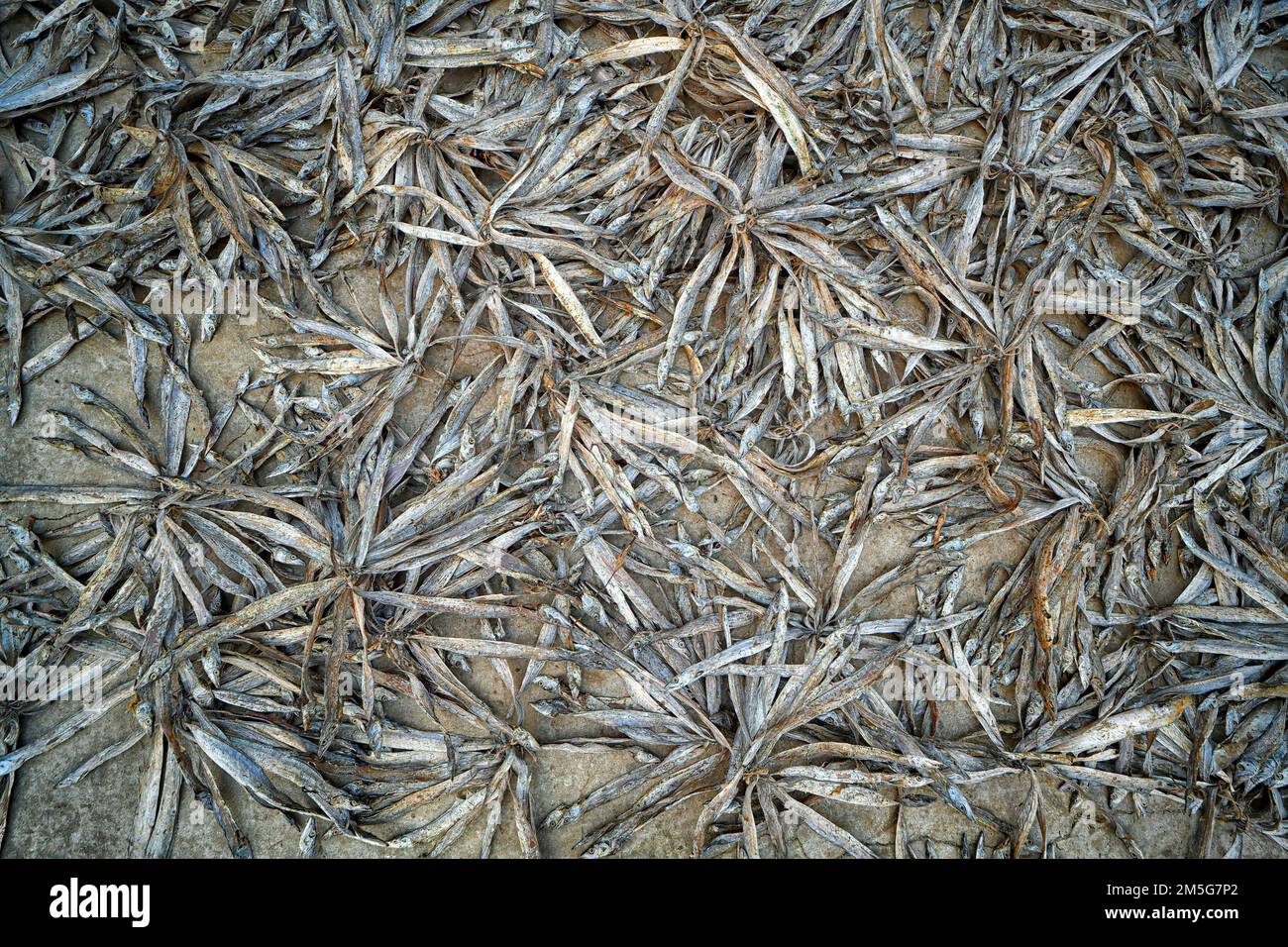 Traitement du poisson sec Banque de photographies et d’images à haute ...