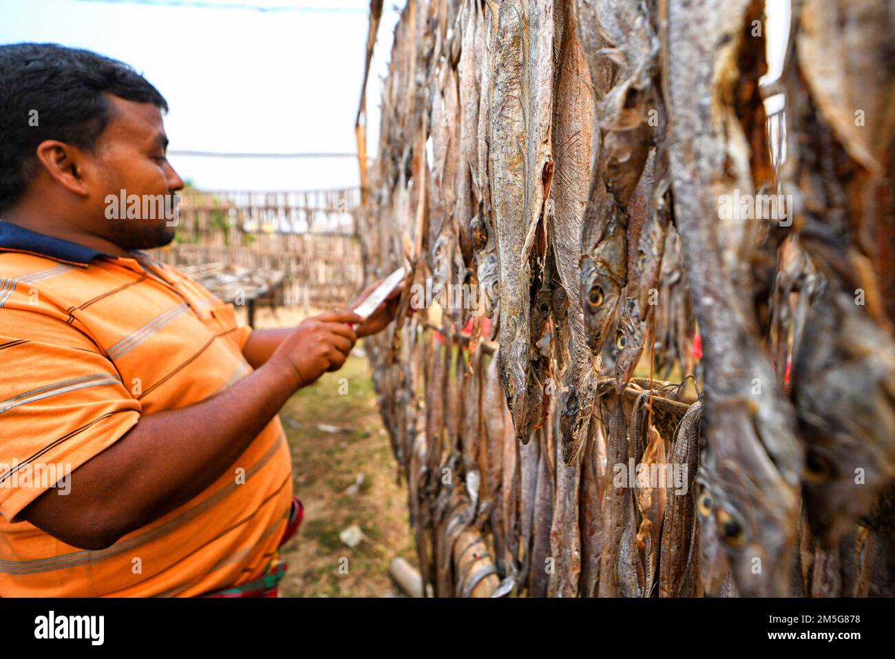 Un pêcheur vérifie la qualité du poisson sec sur les barres de bambou ...