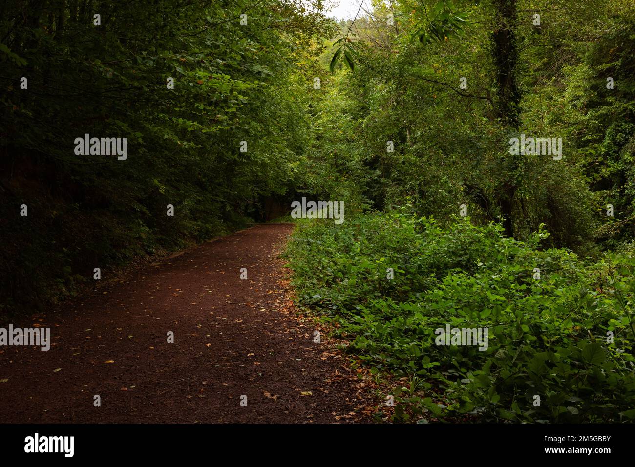 Piste de jogging dans la forêt en automne. Faire dorer les feuilles sur ...