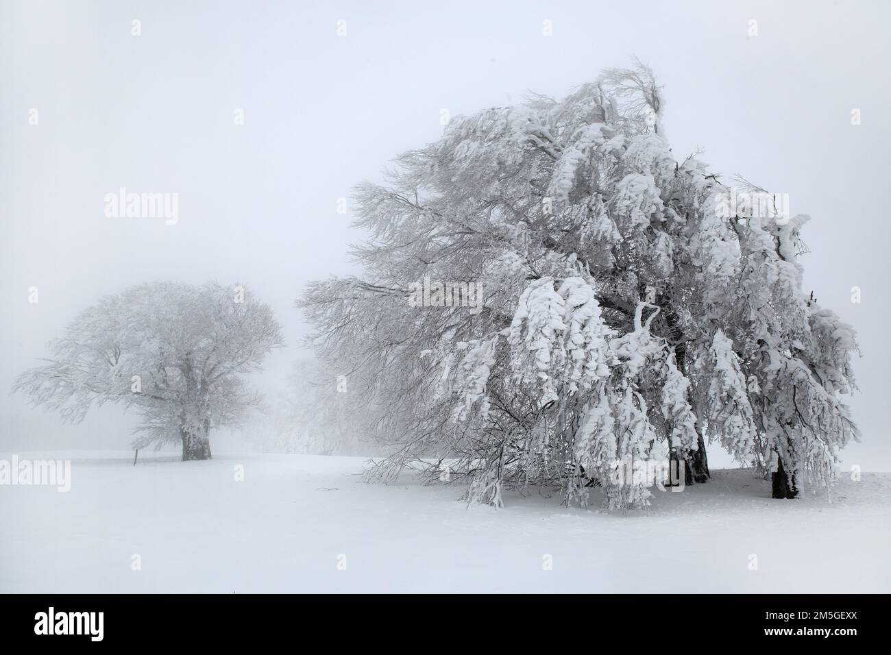 Vieux arbres surchargés de neige, se pencher sous la charge de neige ...