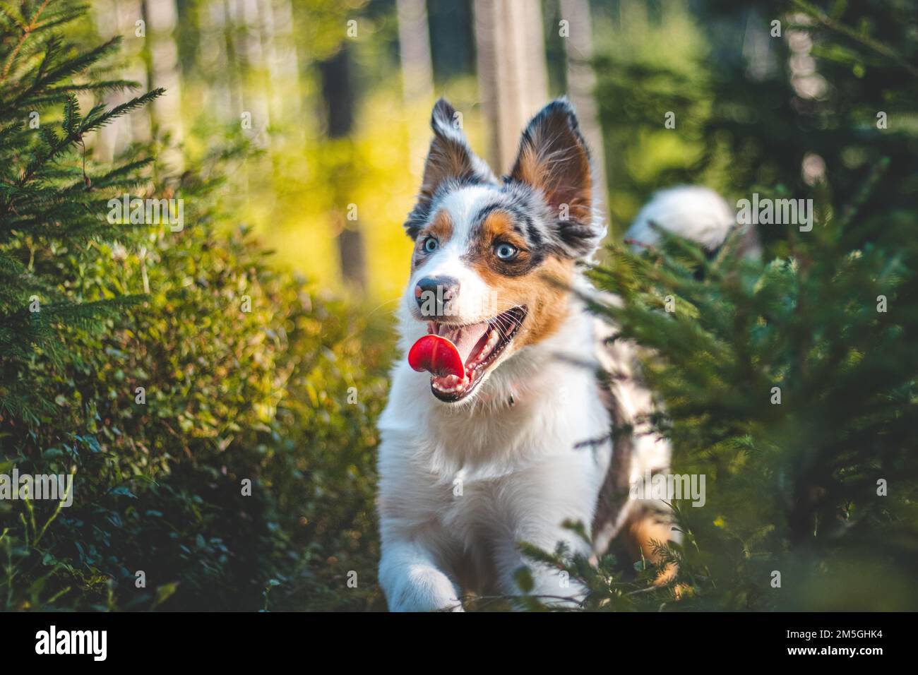 Portrait franc d'un berger australien lors d'une promenade dans les ...